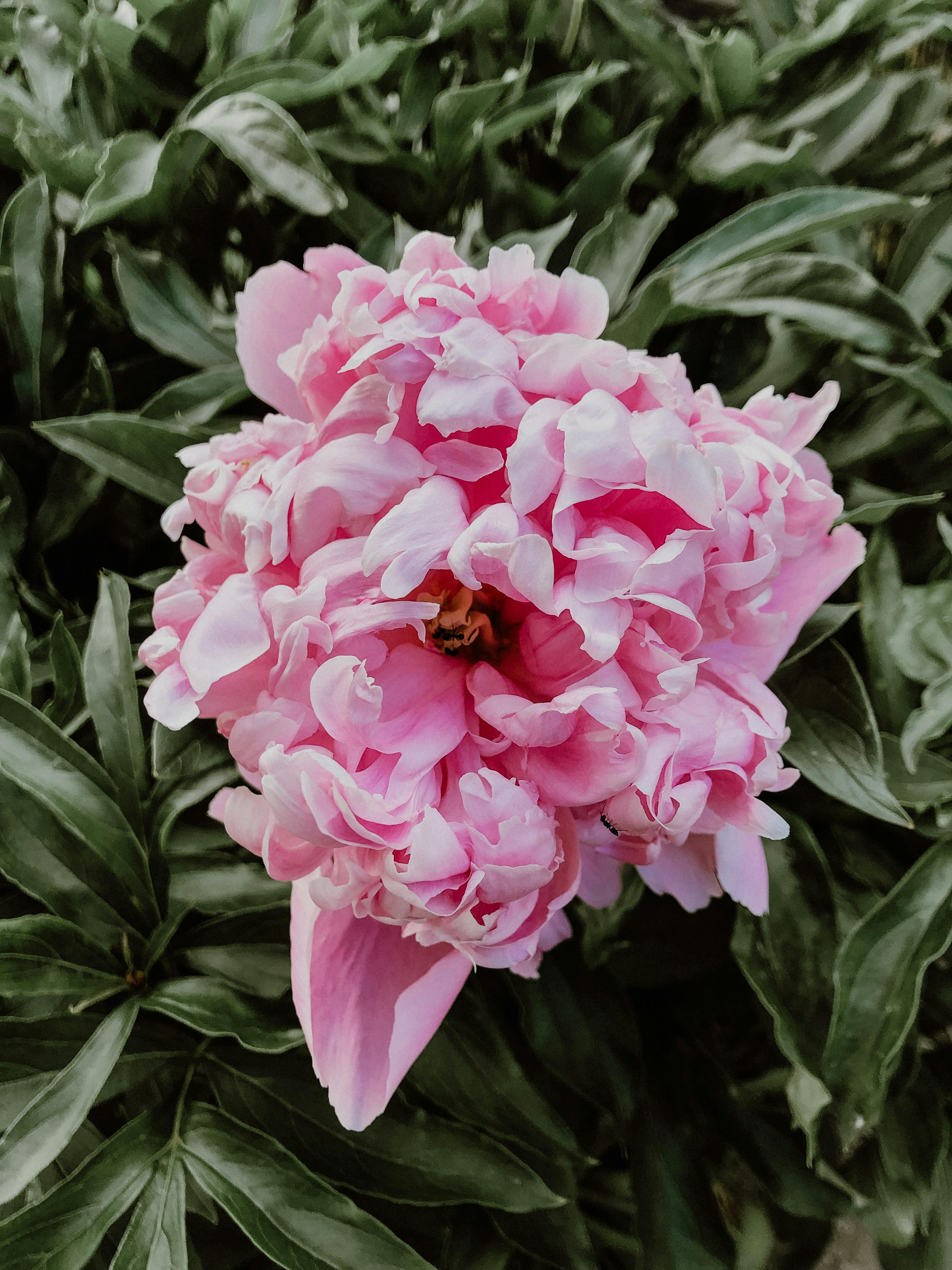 Pink Peony · Free Stock Photo