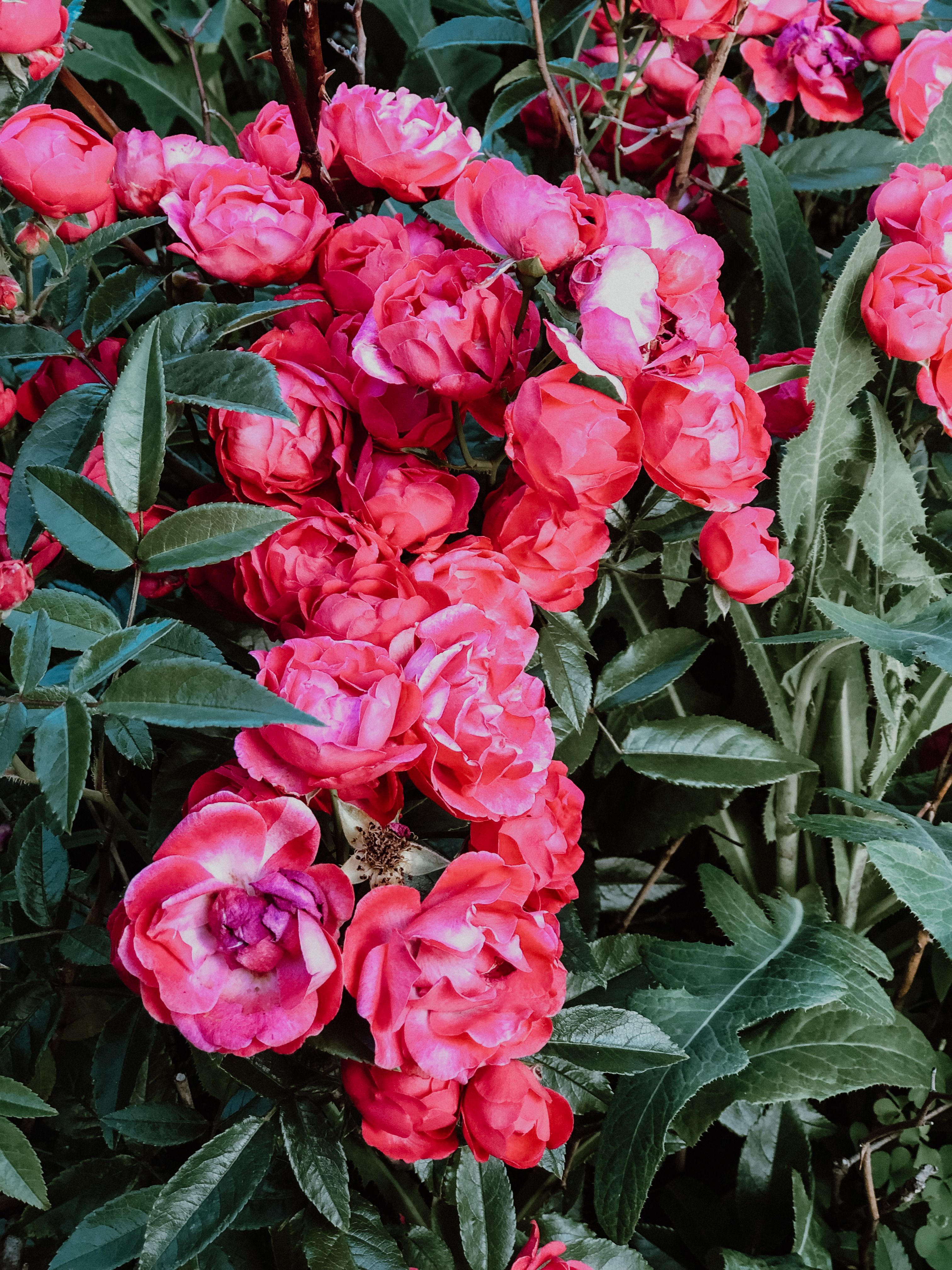 Angel S Breath Flowers Photos, Download The BEST Free Angel S Breath ...
