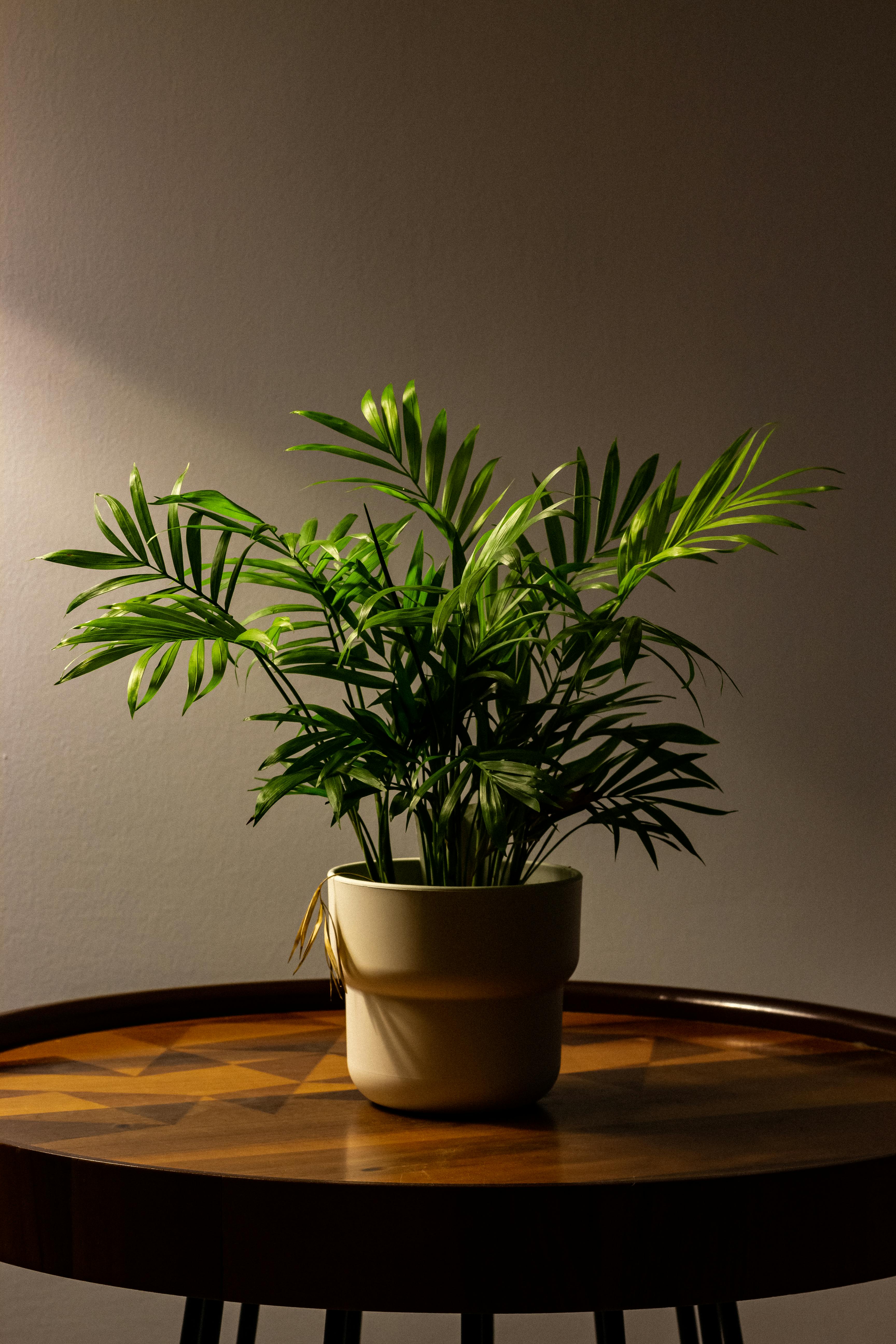 A small plant on the table · Free Stock Photo