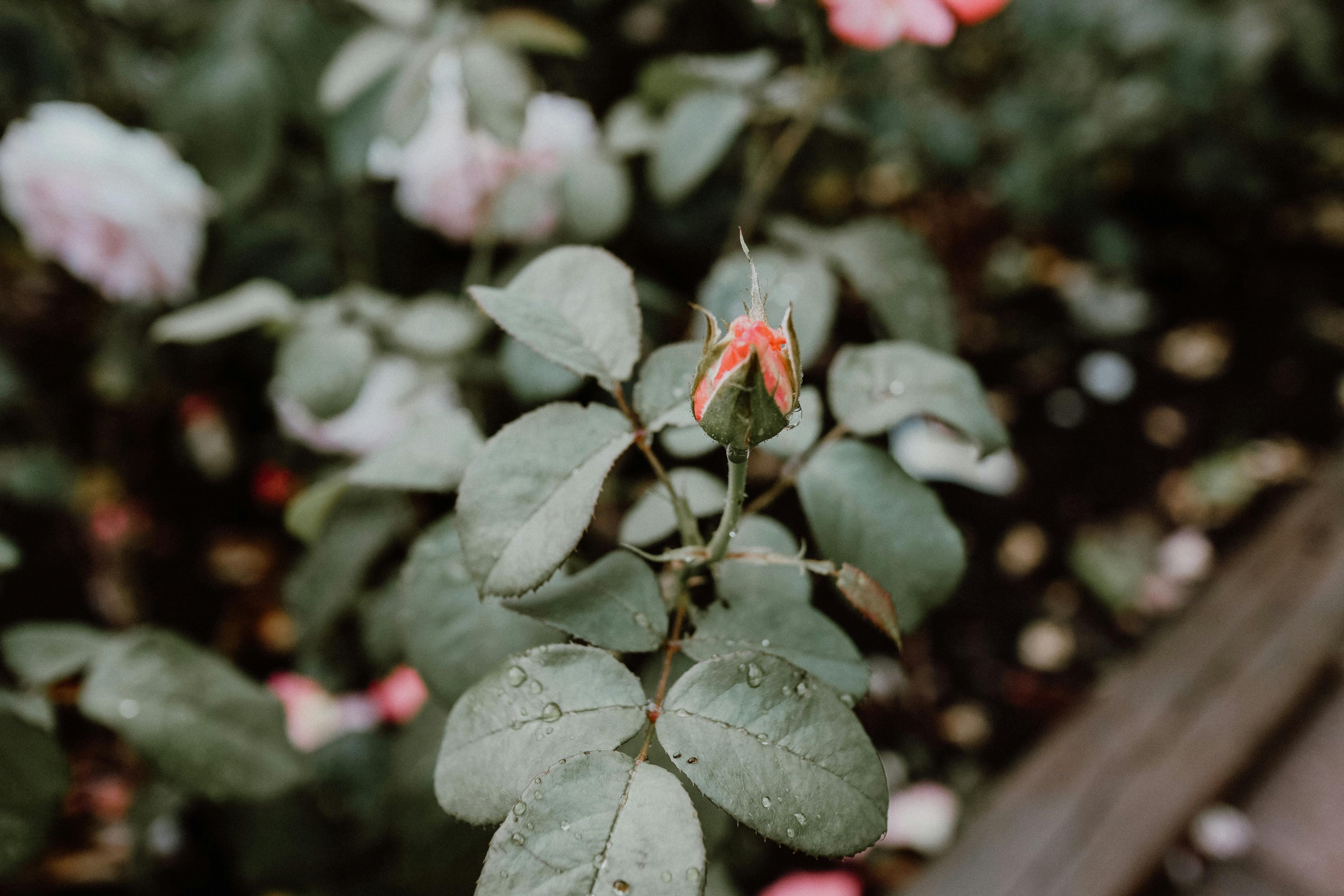 Rose · Free Stock Photo