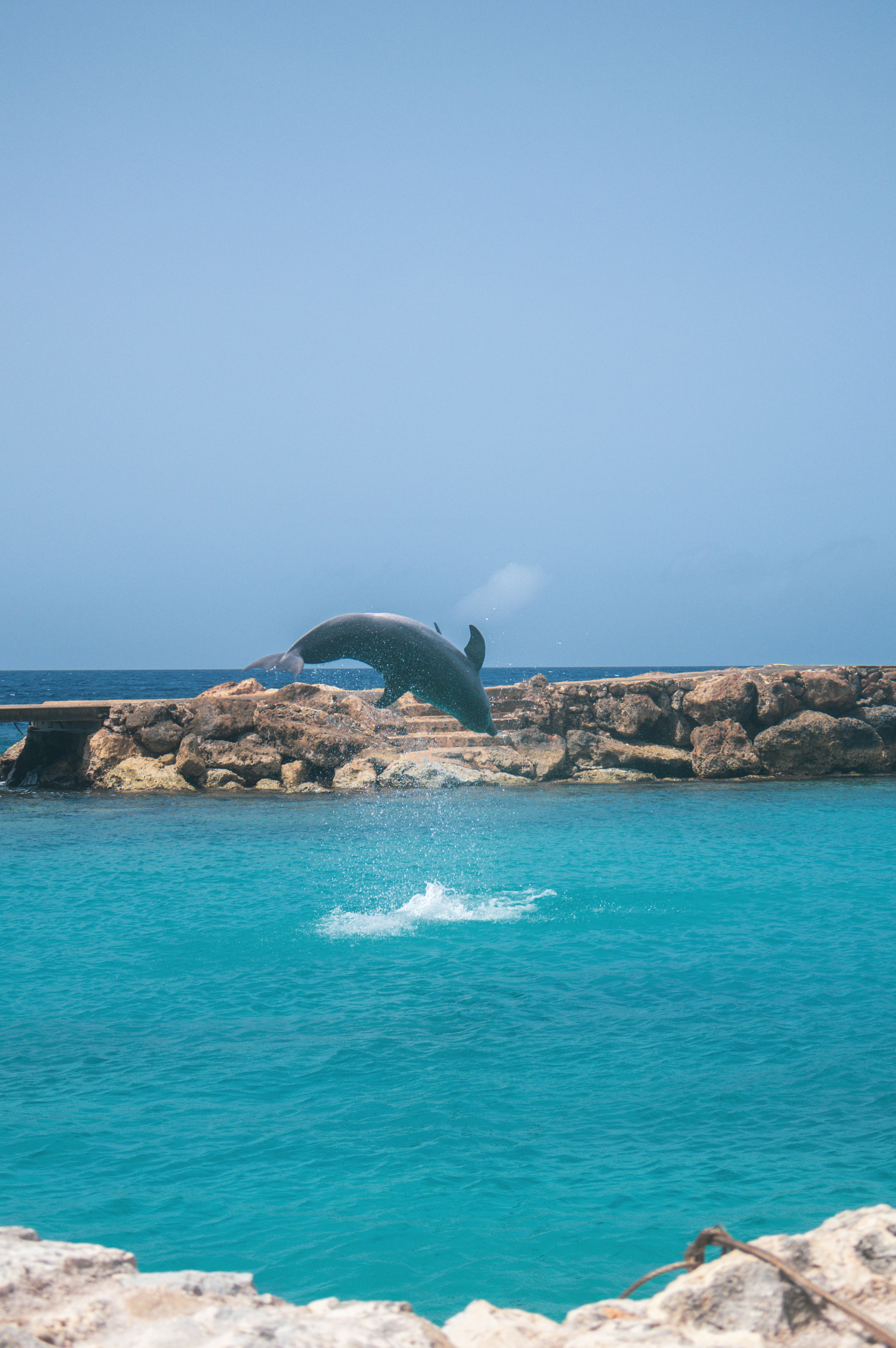 View of a Dolphin Jumping in Turquoise Water · Free Stock Photo