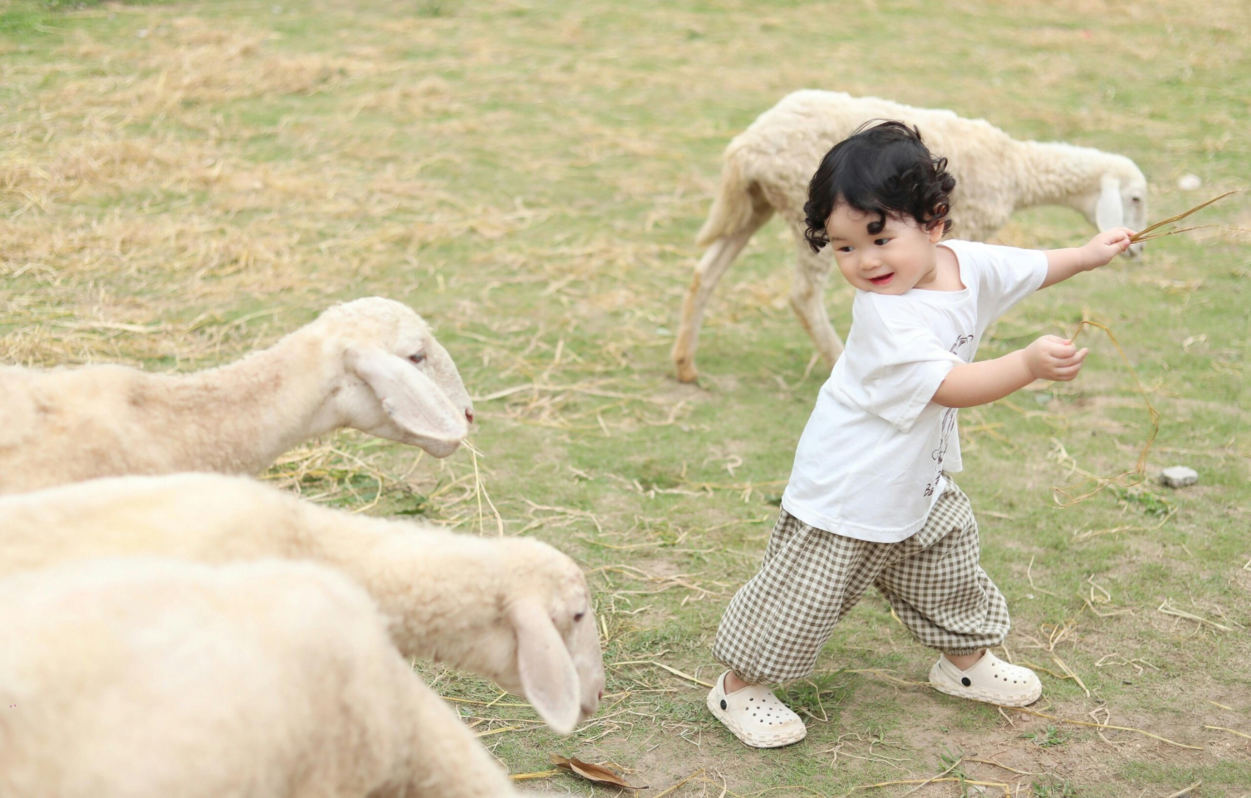 Child Playing with Sheep · Free Stock Photo