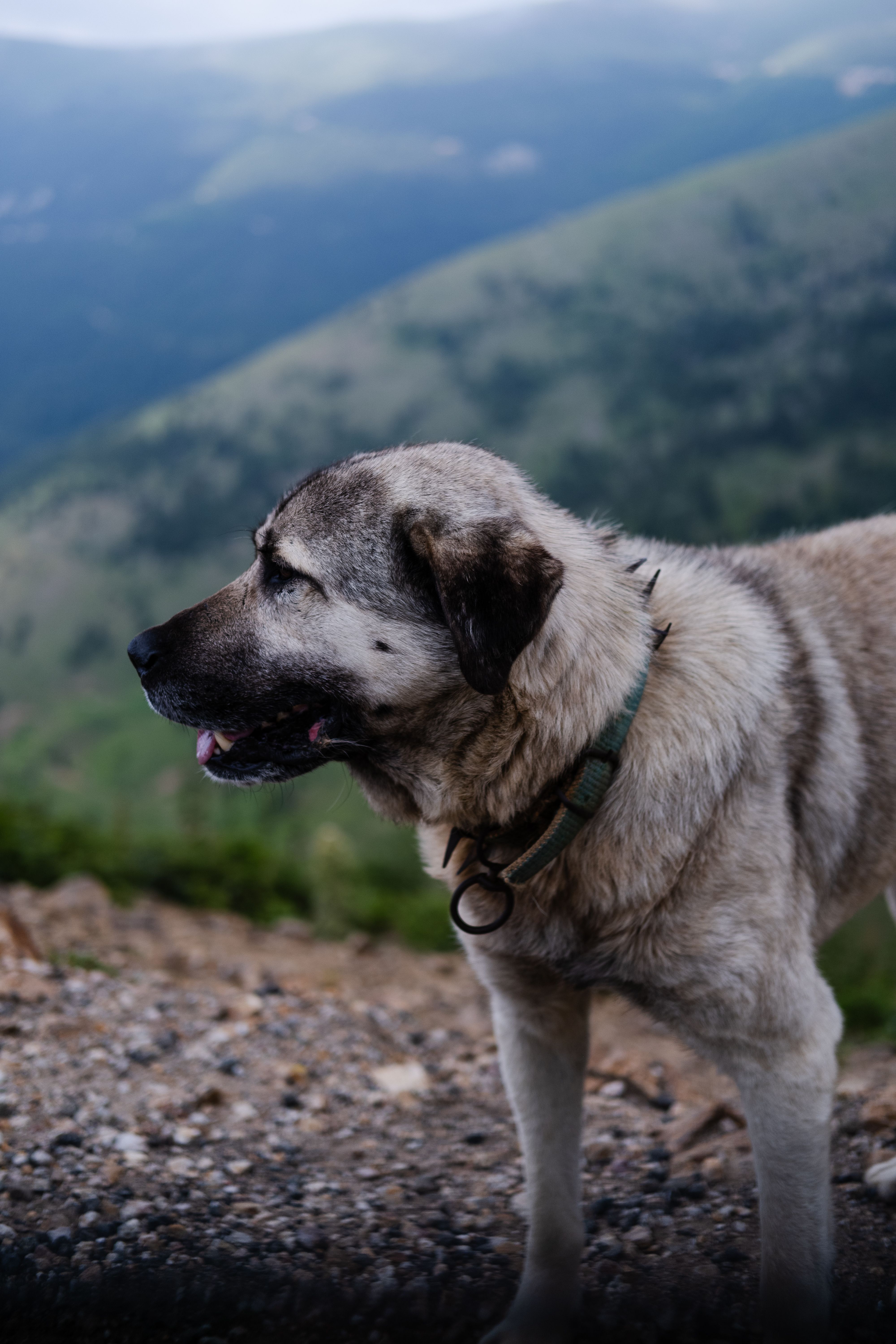 Dog in Mountains · Free Stock Photo