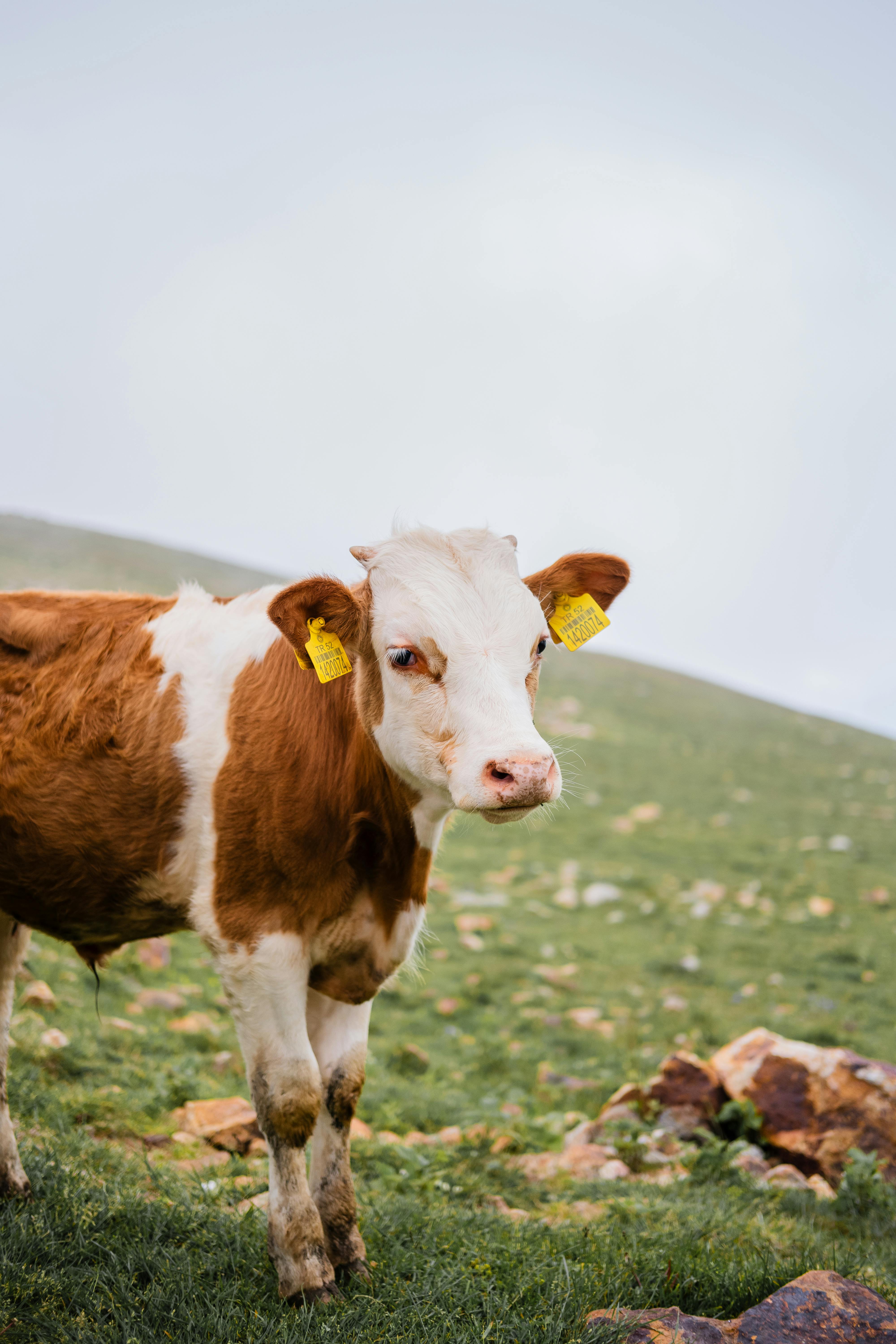 Cow on Slope · Free Stock Photo