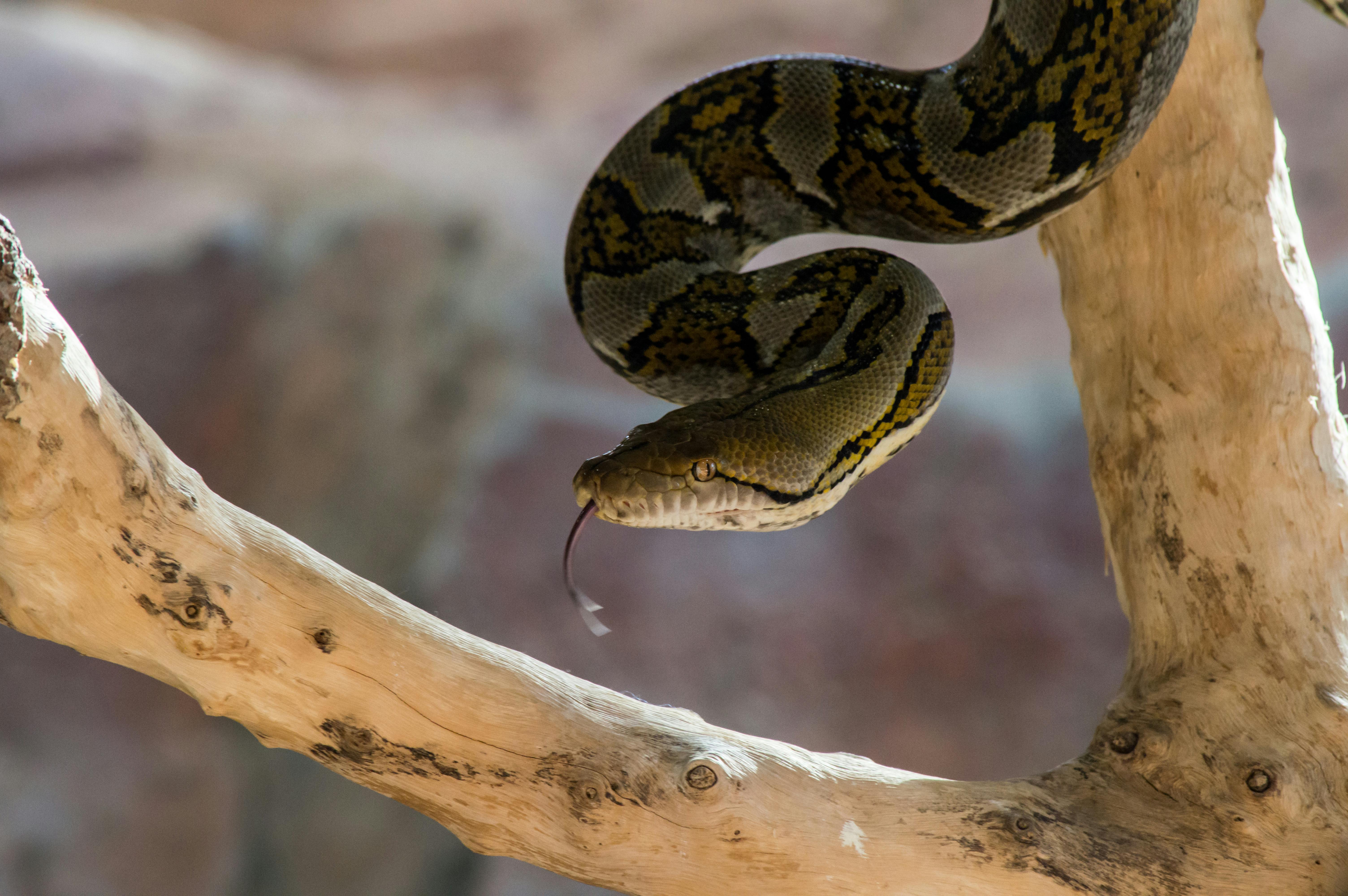 Snake on Branch · Free Stock Photo