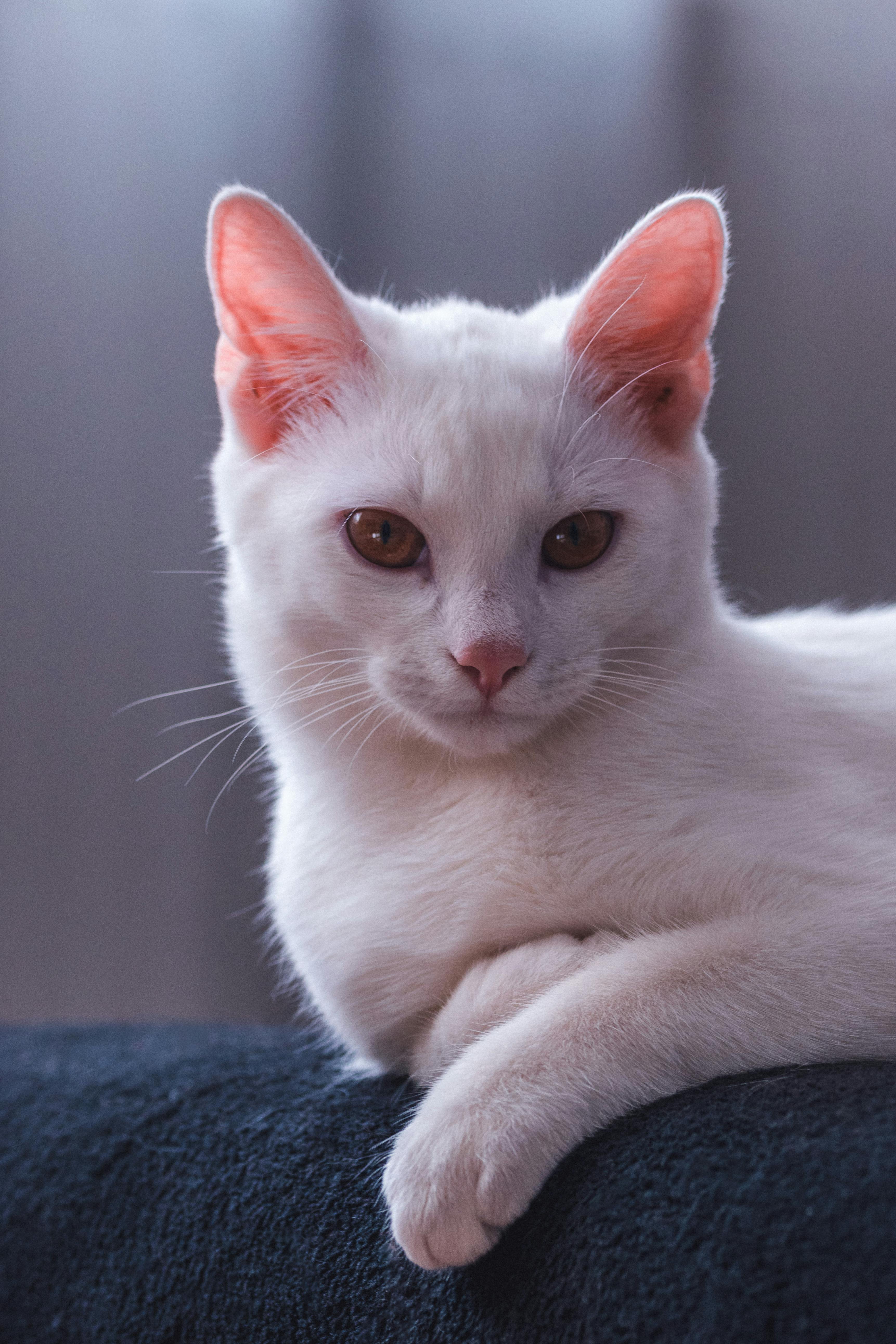 Portrait of White Cat · Free Stock Photo