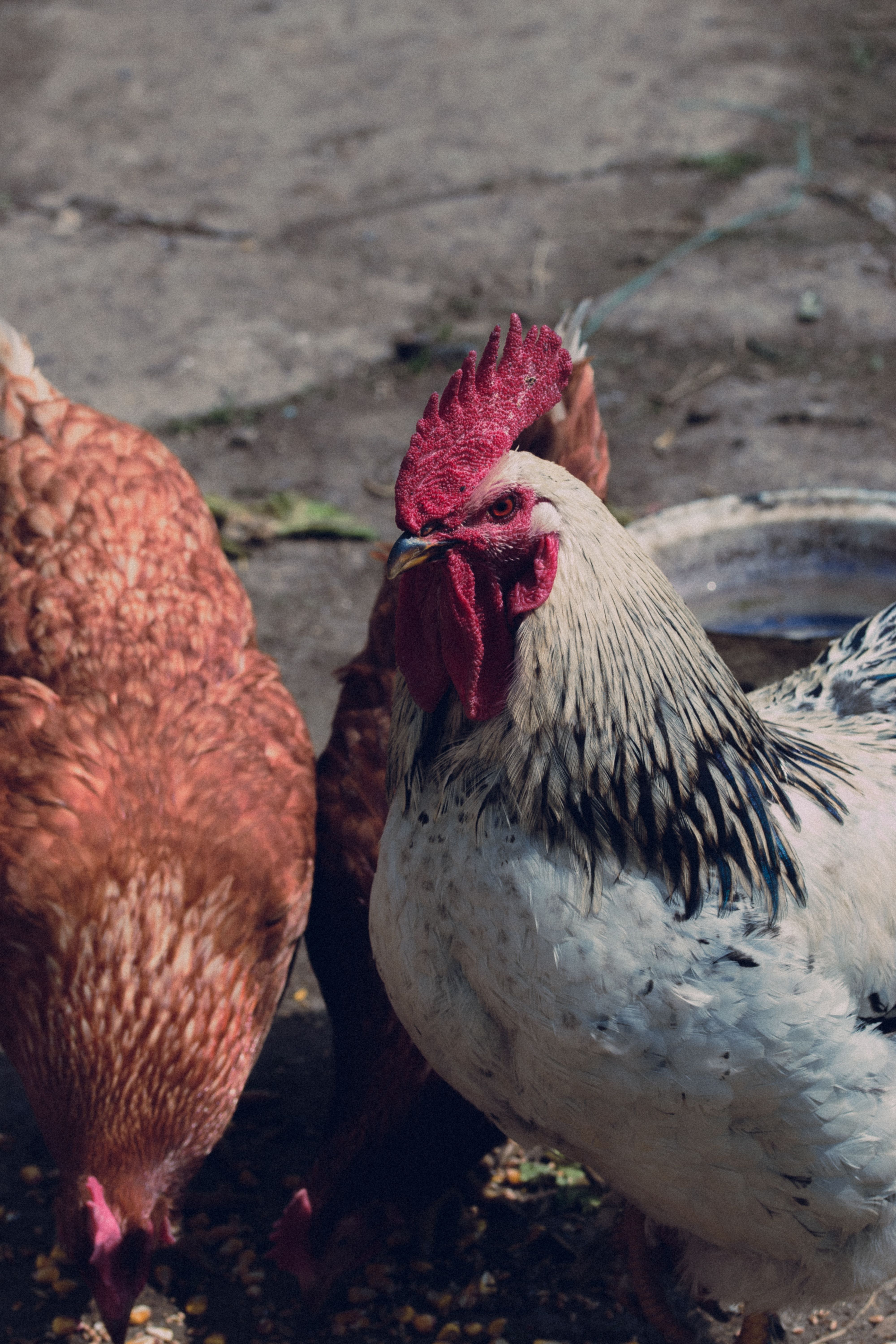 Foto de stock gratuita sobre aves de corral, fotografía de animales ...