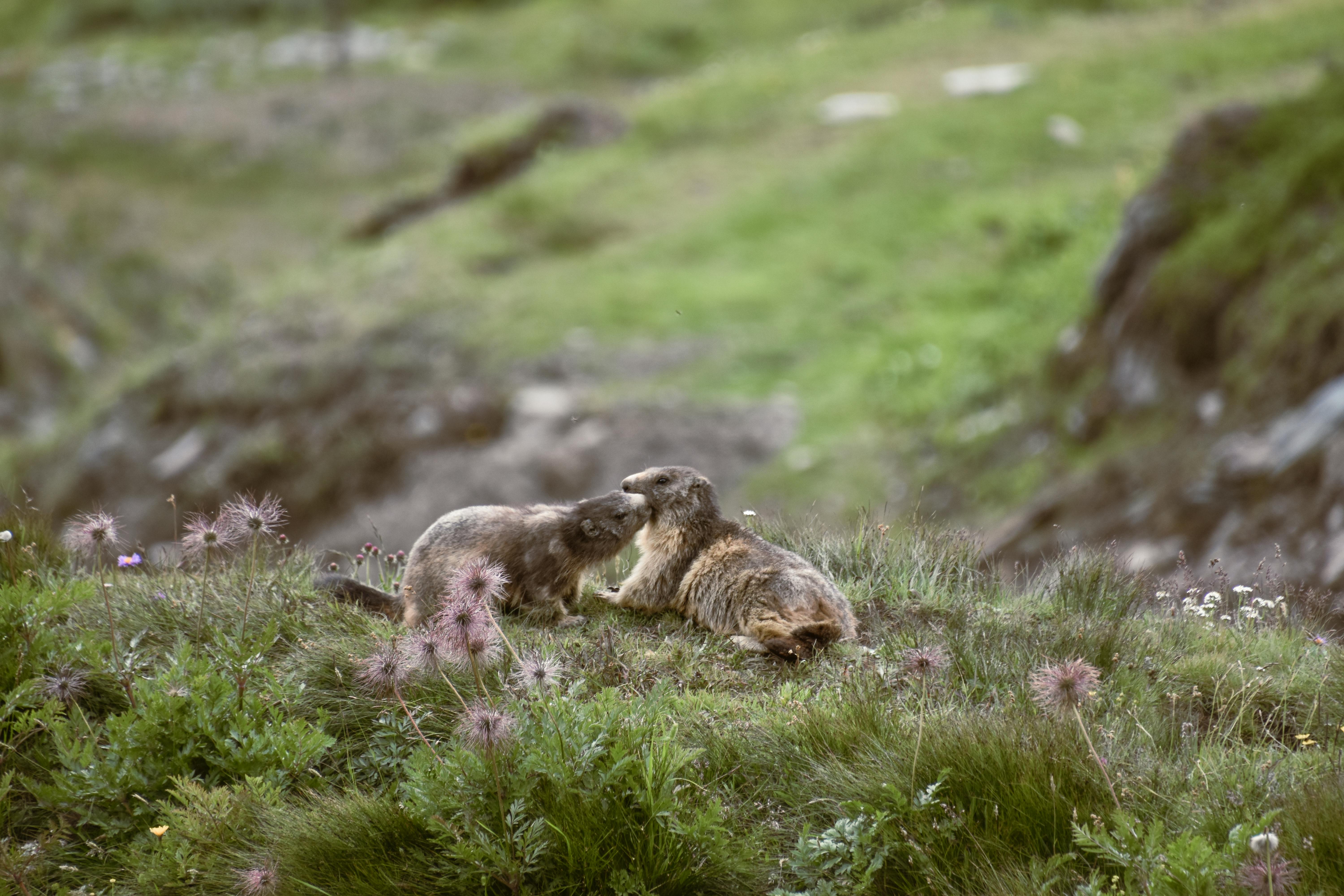Couple of Marmots in Mountain Meadow · Free Stock Photo
