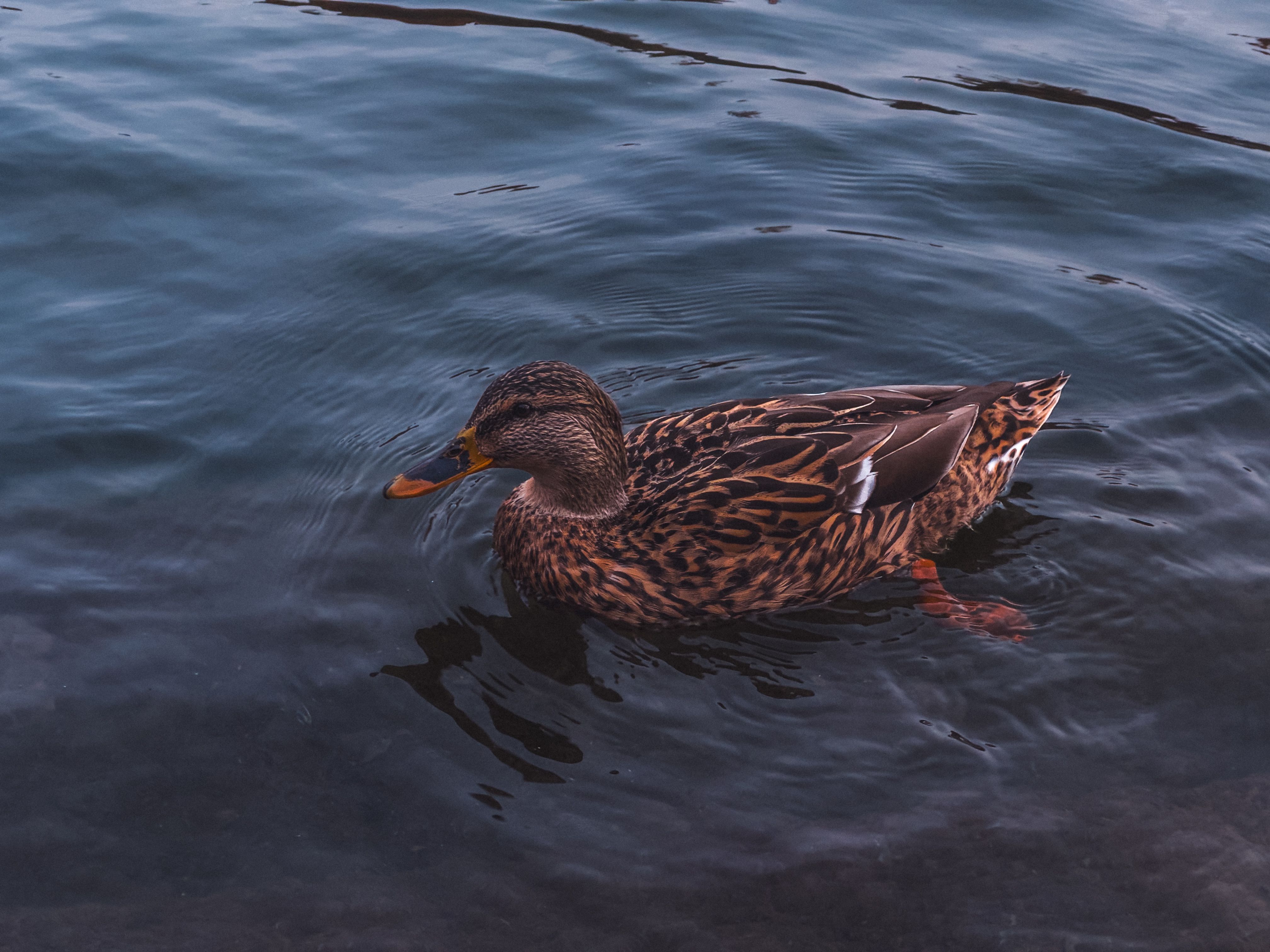 Duck in River · Free Stock Photo