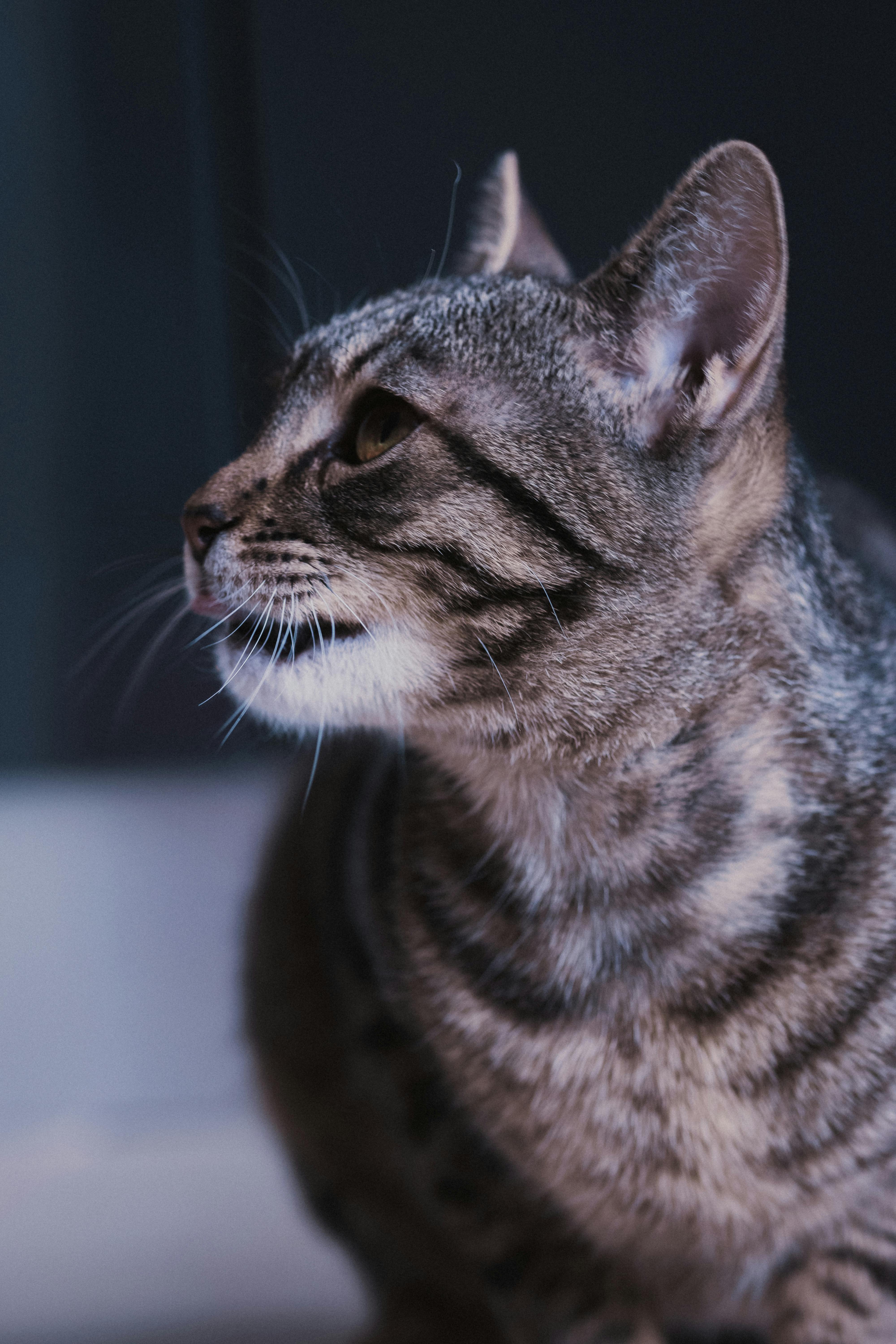 Cat Physio Photos, Download The BEST Free Cat Physio Stock Photos & HD ...