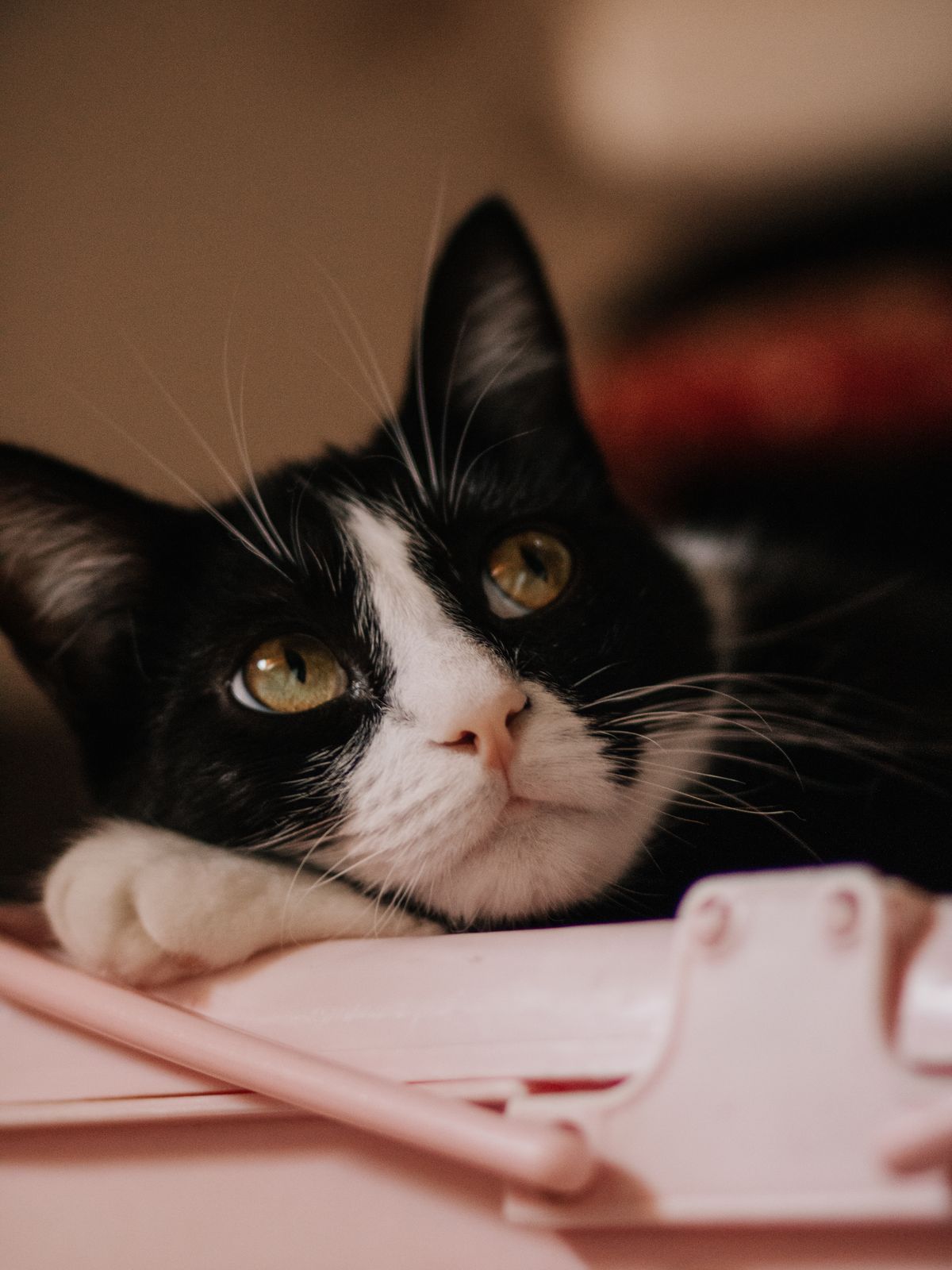 Real Cats Photos, Download The BEST Free Real Cats Stock Photos & HD Images