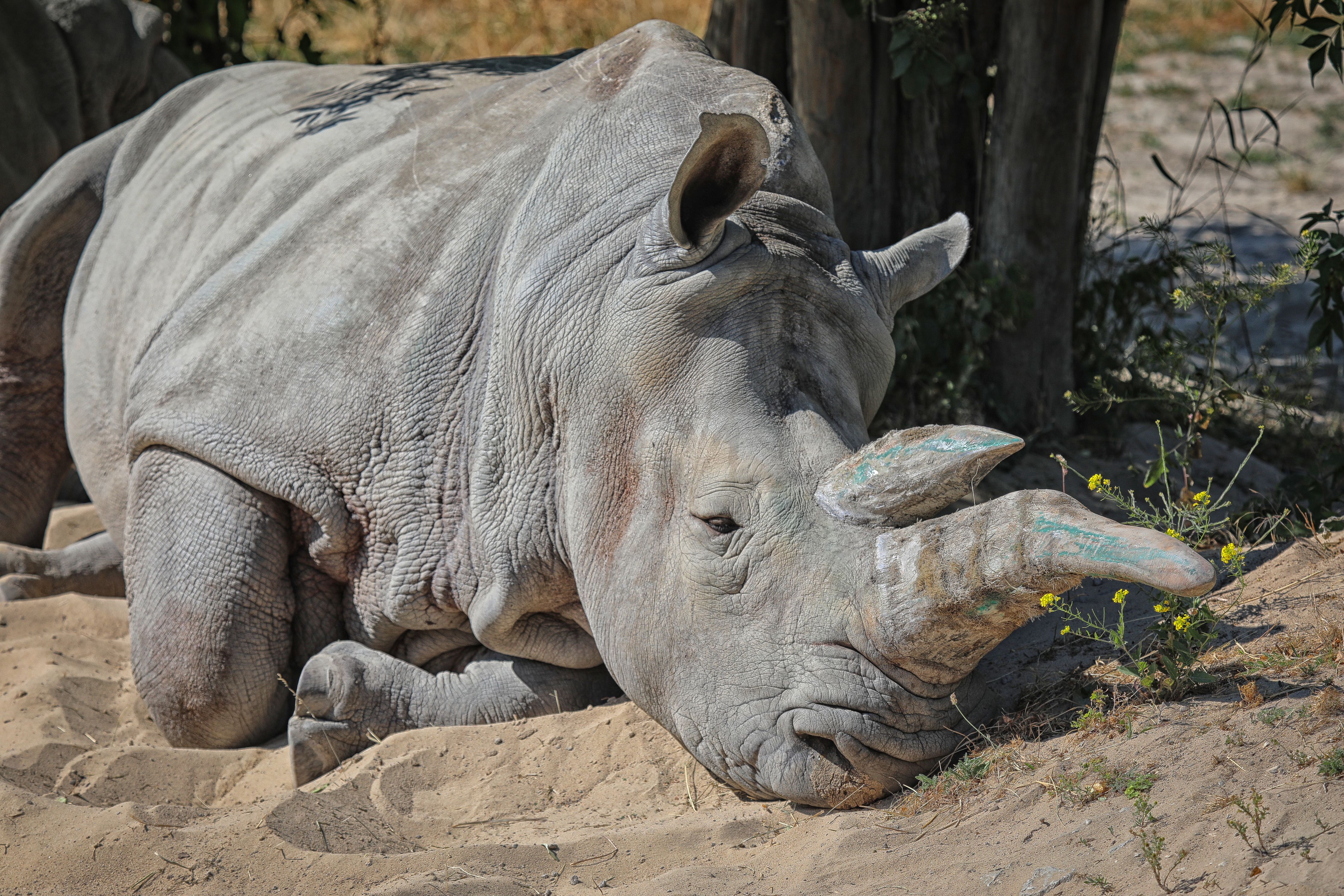 Rhino Lying on Sand by Tree · Free Stock Photo