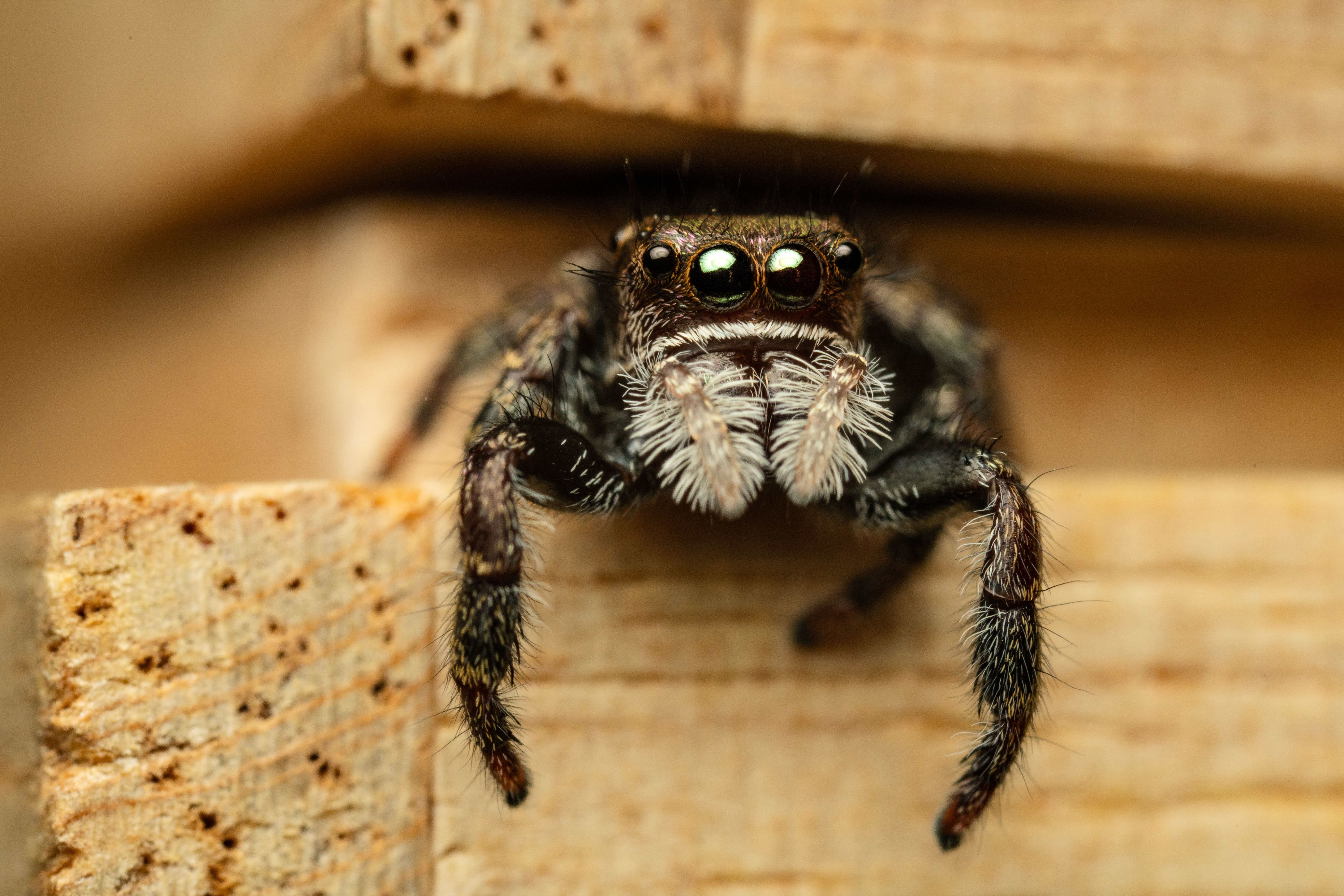 Close up of Spider · Free Stock Photo