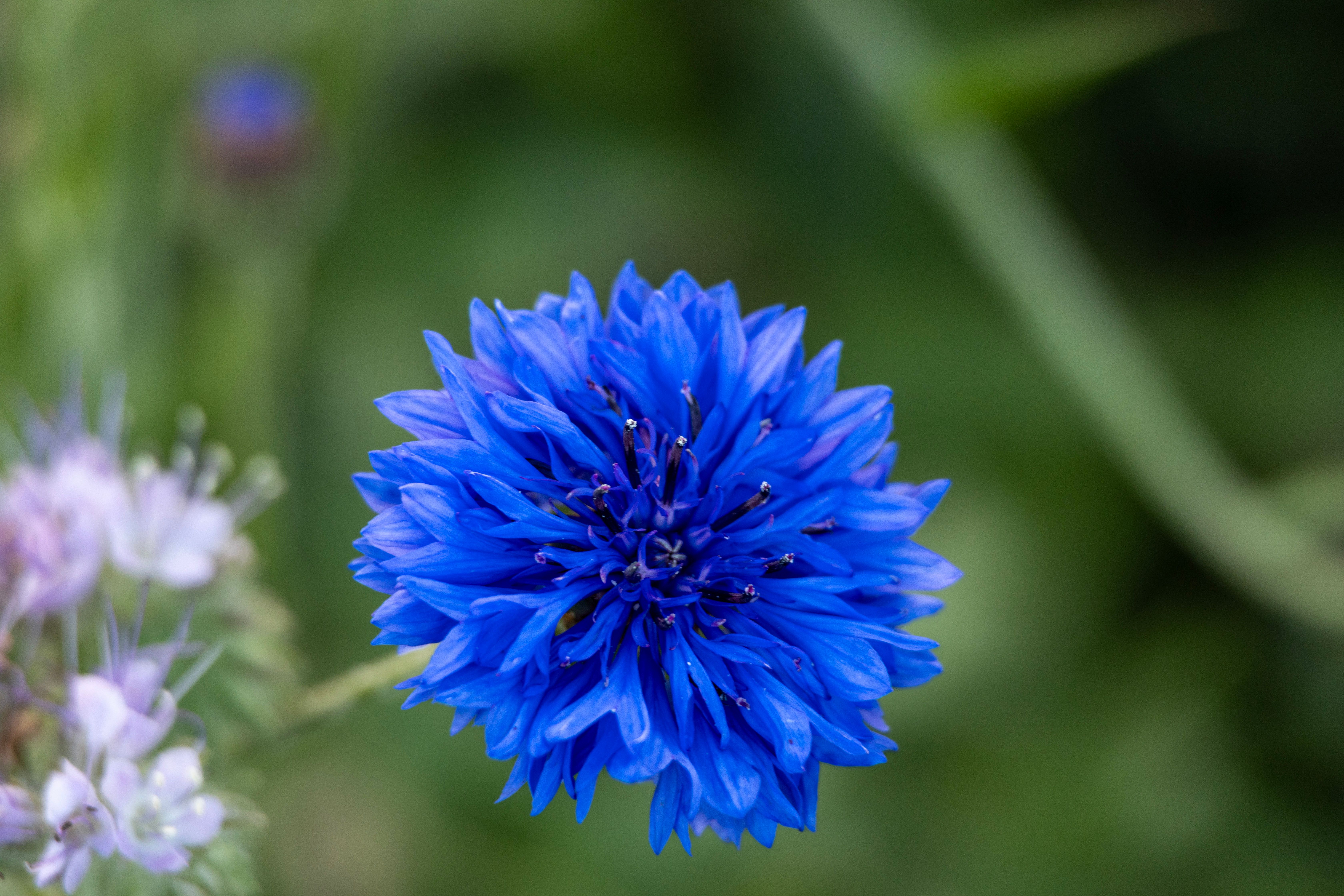 Close-Up Photo of a Blue Cornflower · Free Stock Photo
