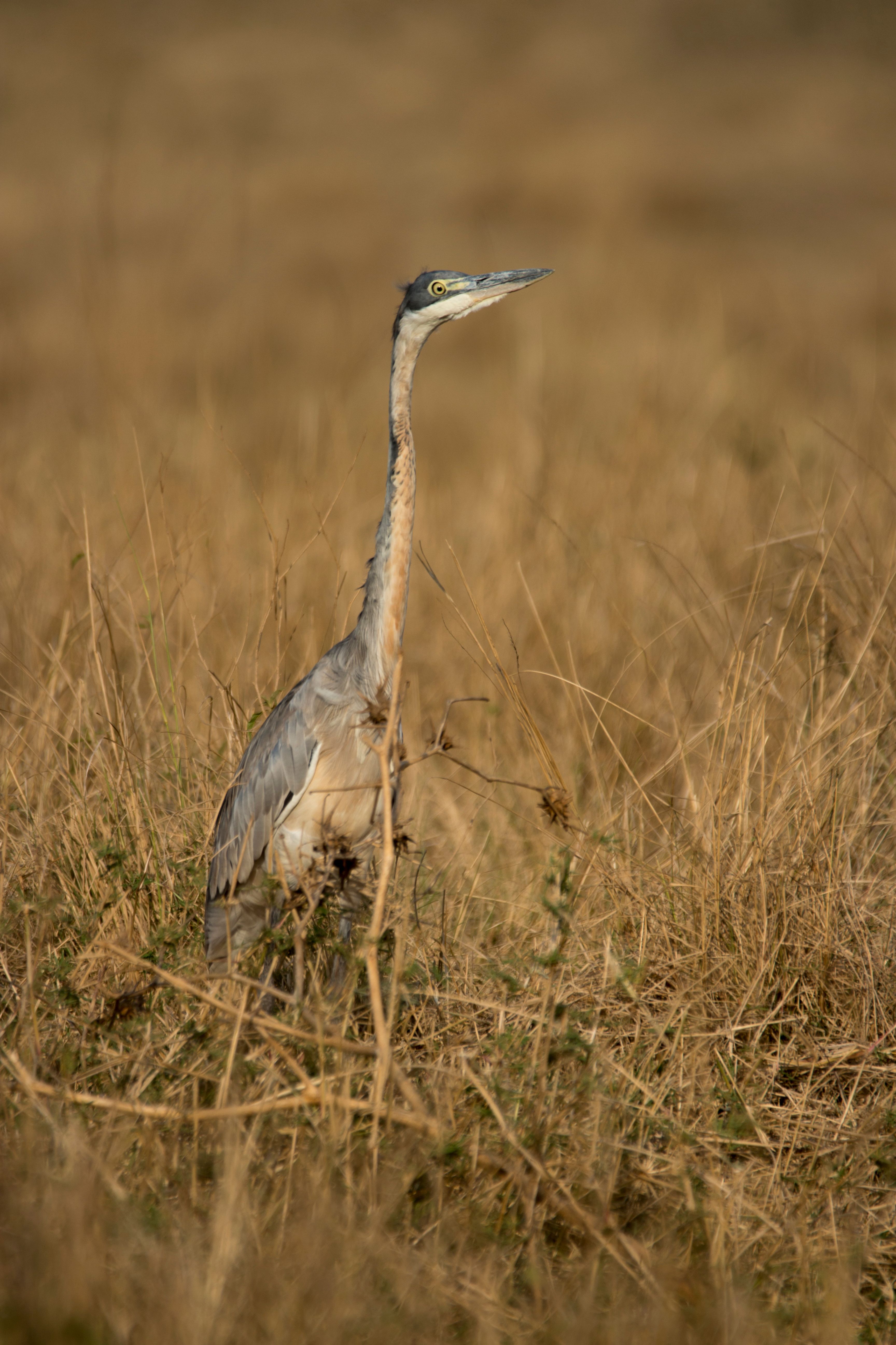 English Wildlife Photos, Download The BEST Free English Wildlife Stock ...