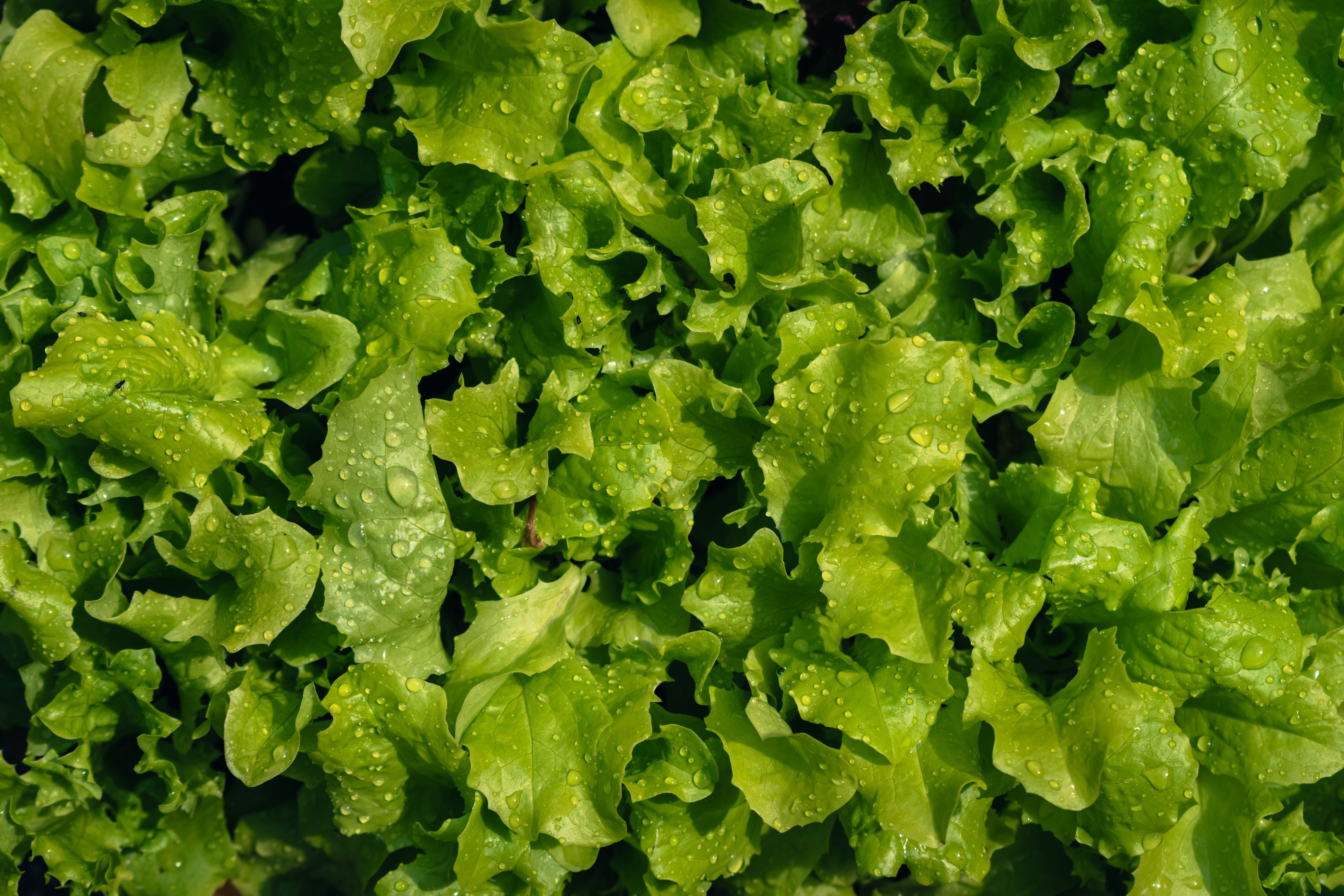 A close up of lettuce leaves with water droplets · Free Stock Photo