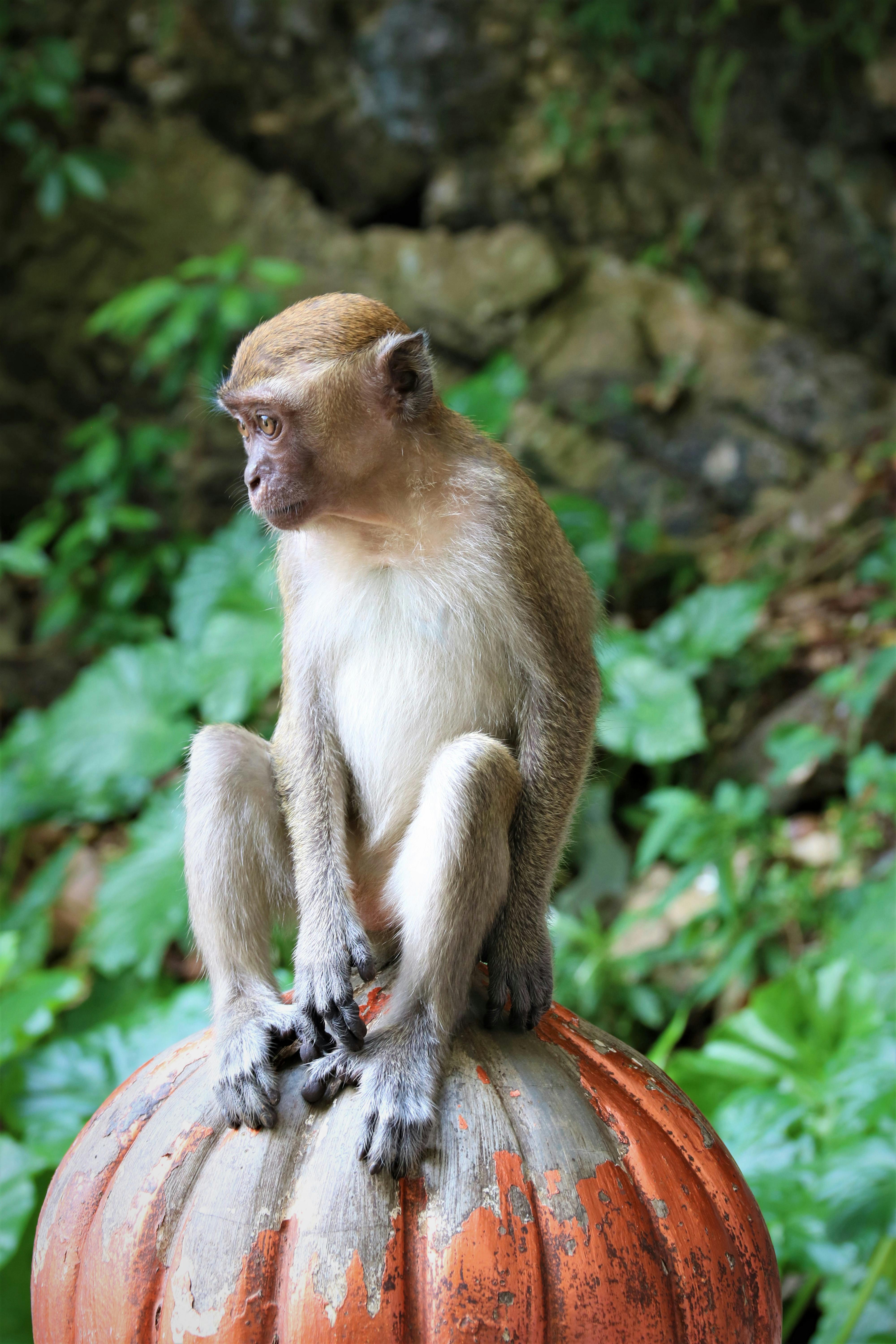 Monkey Sitting on Pumpkin · Free Stock Photo