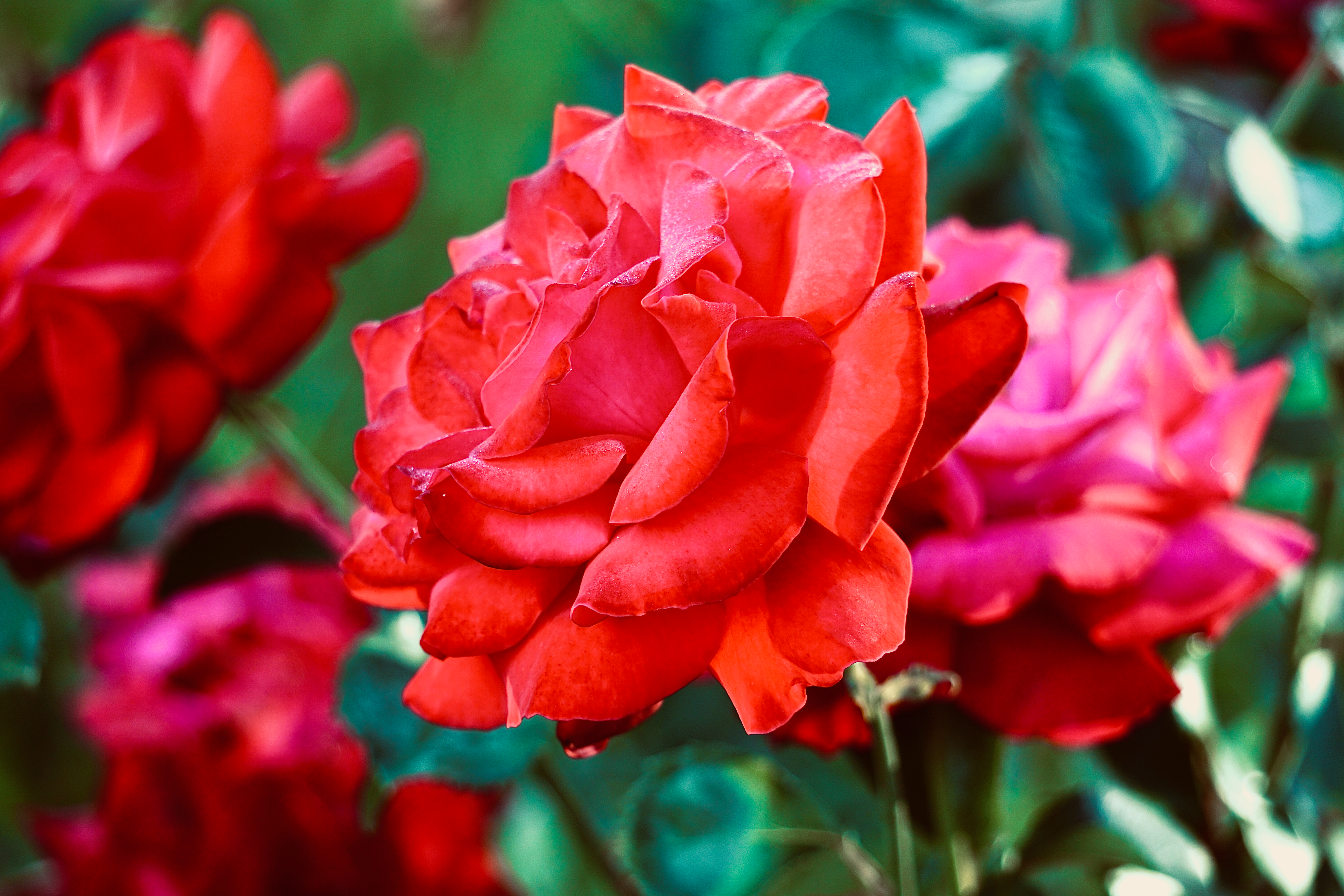 Photo of Roses On Flower Vase · Free Stock Photo