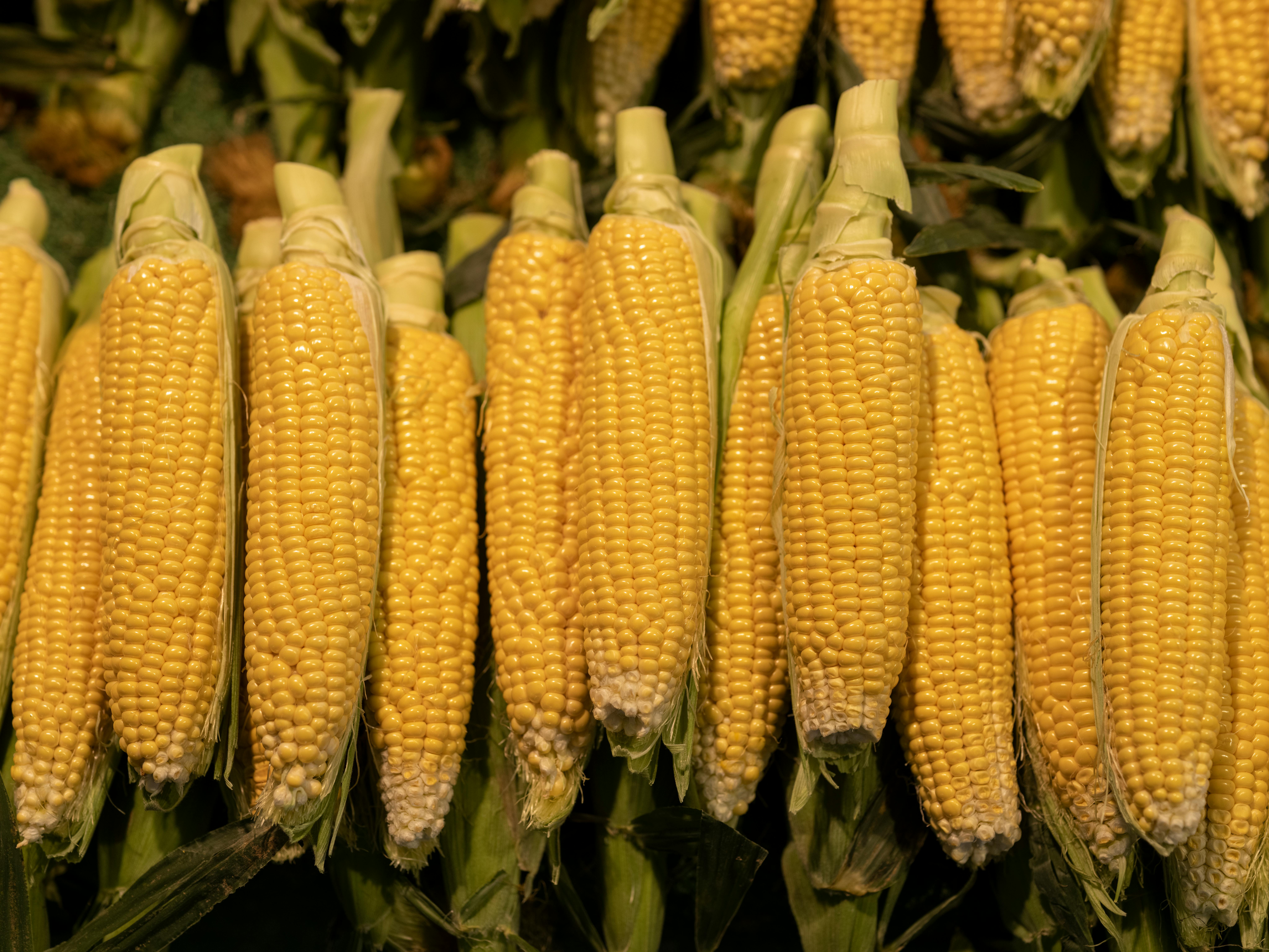 fresh sweet corn · Free Stock Photo