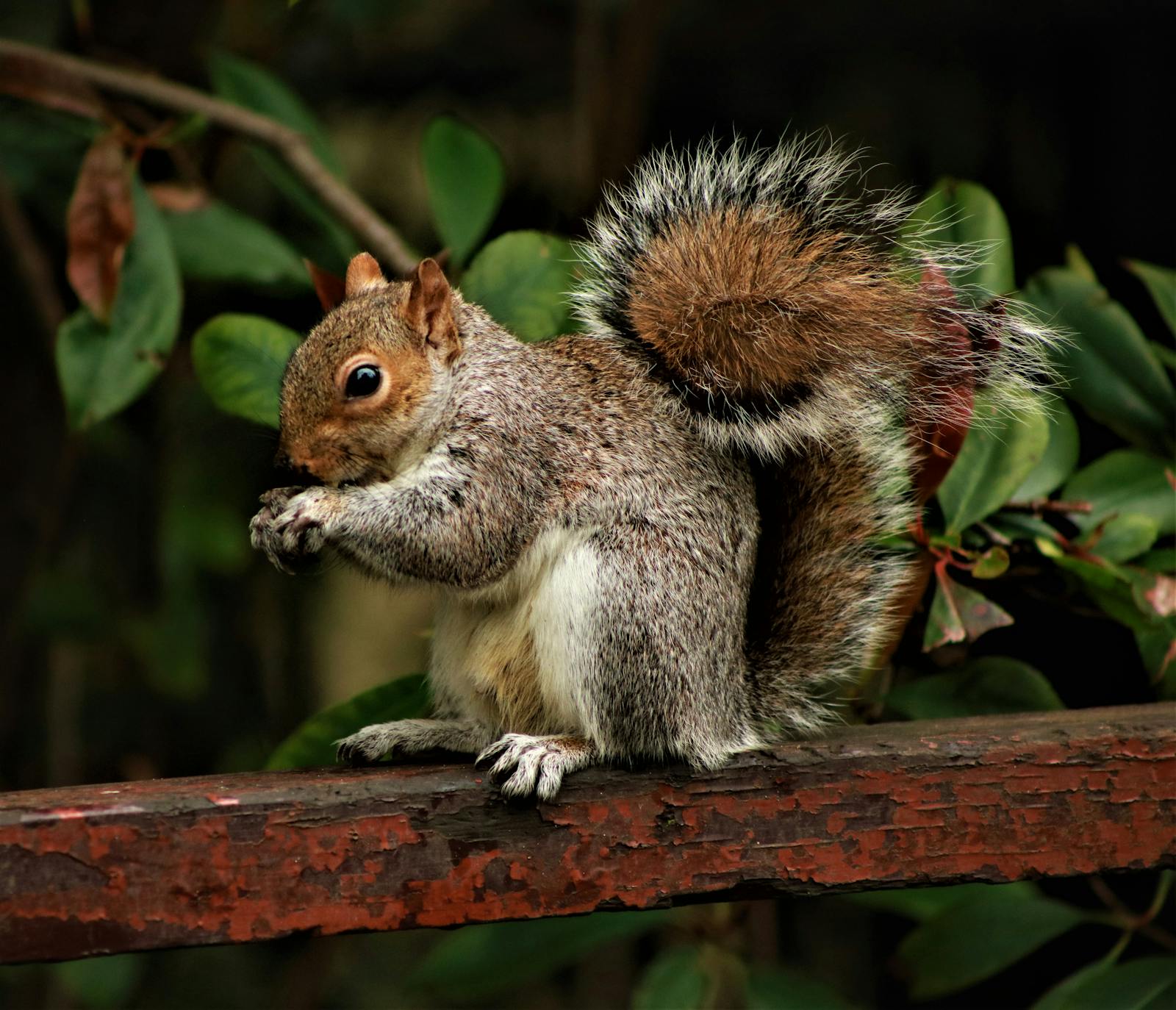 Gray Squirrel Photos, Download The BEST Free Gray Squirrel Stock Photos ...