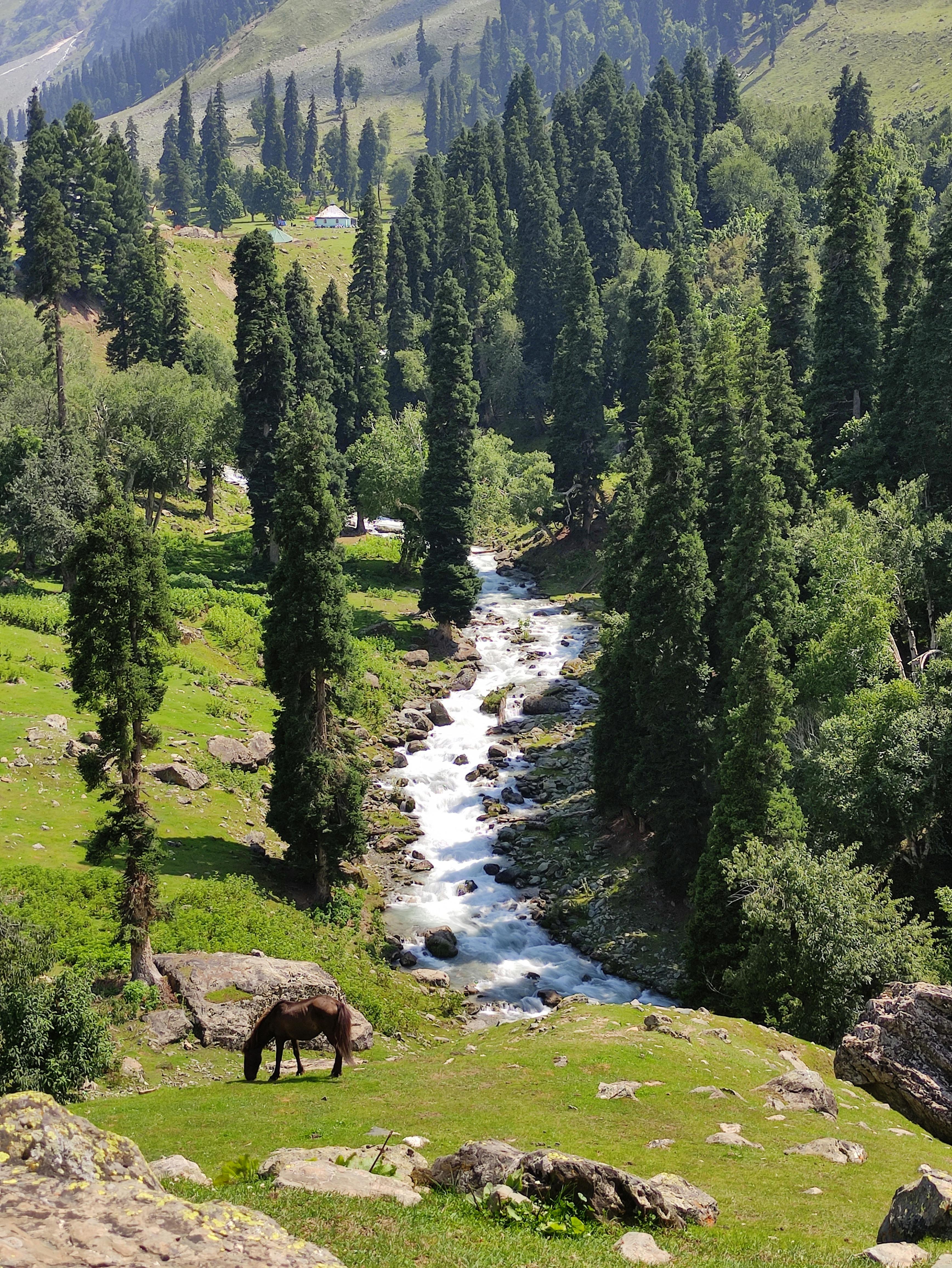 Horse Grazing near Stream in Summer Mountains Landscape · Free Stock Photo