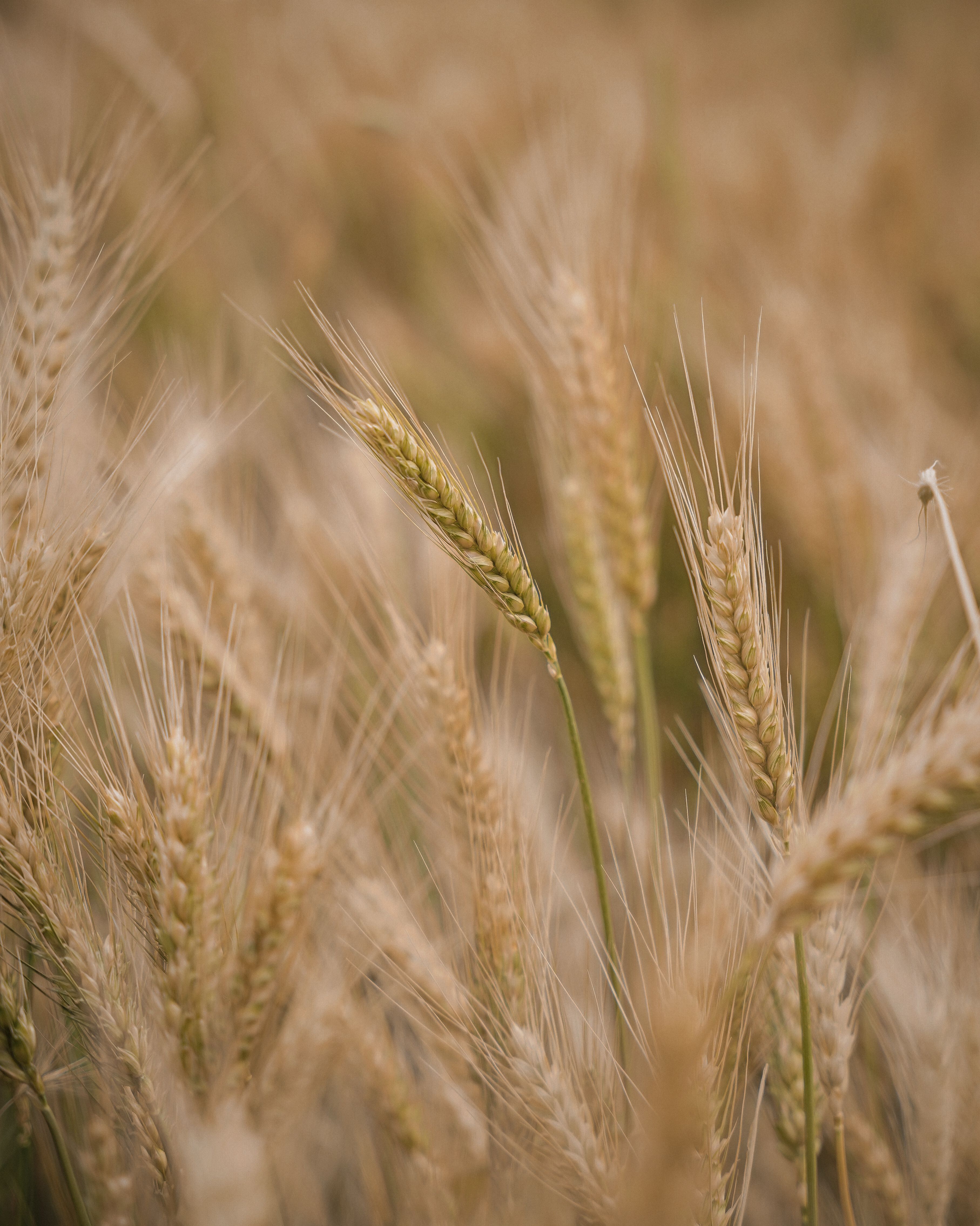 Wheat Growing Photos, Download The BEST Free Wheat Growing Stock Photos ...