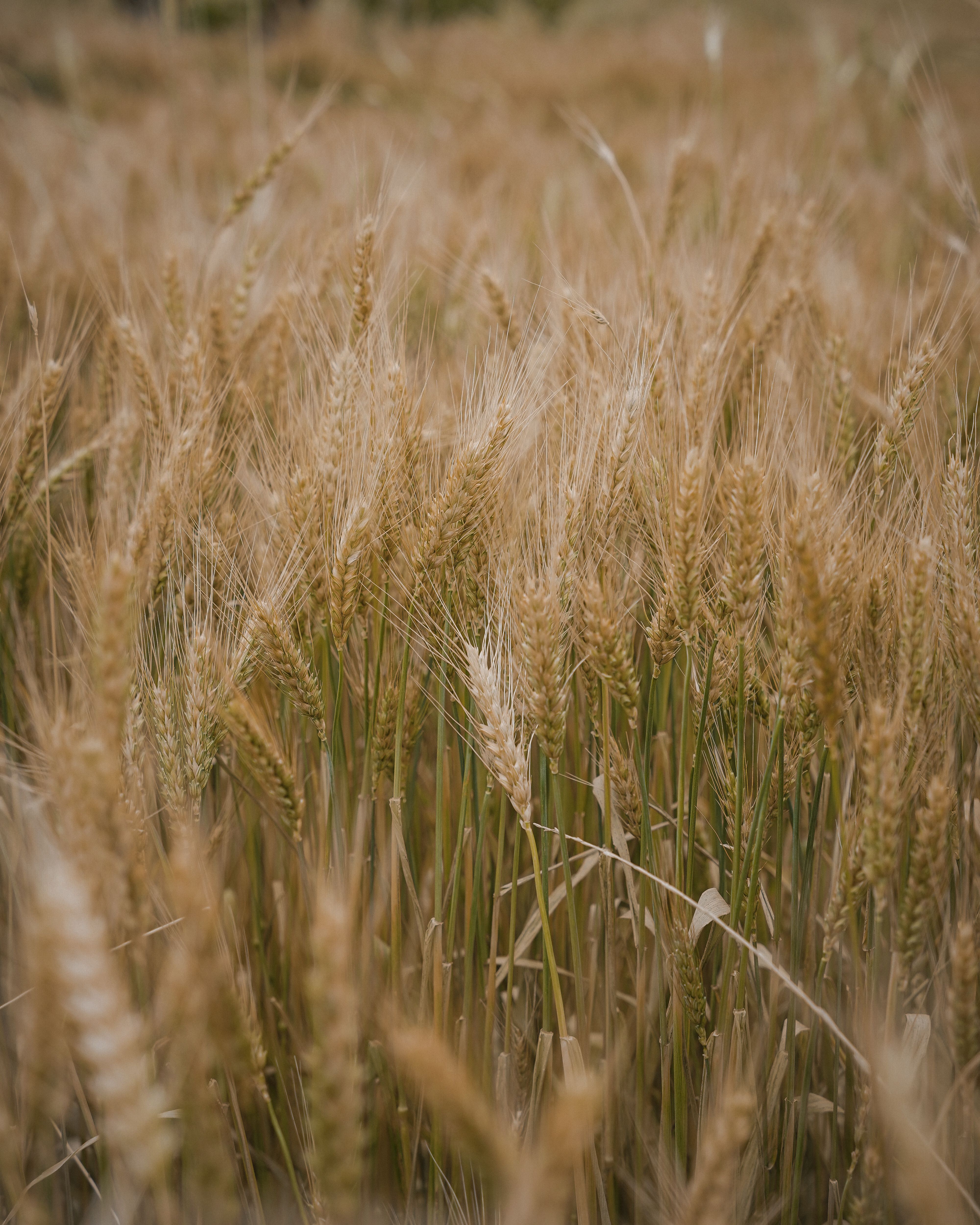 Brown Field Photo · Free Stock Photo