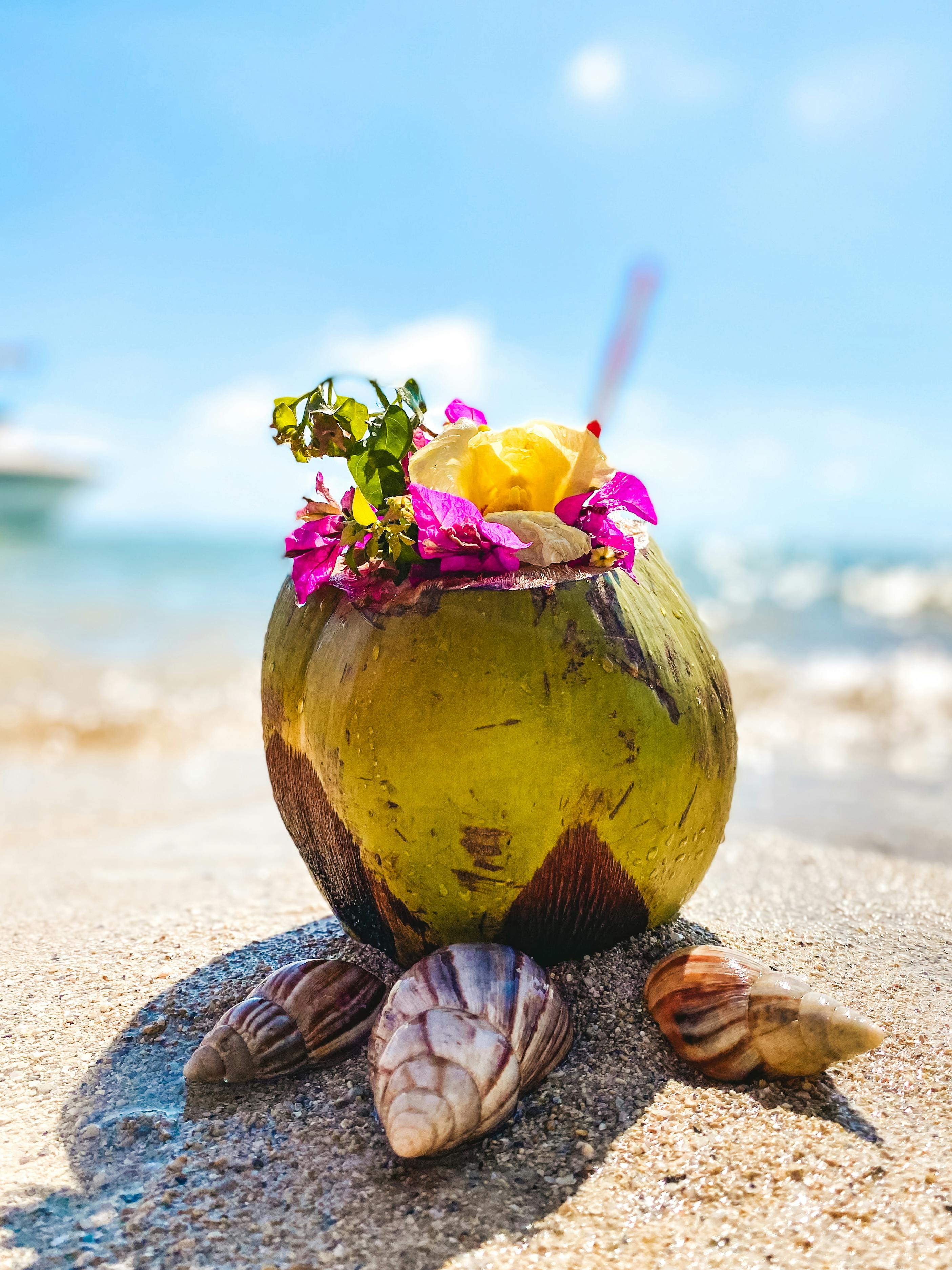 Close-up of a Coconut and Seashells Lying on a Beach in Sunlight · Free ...
