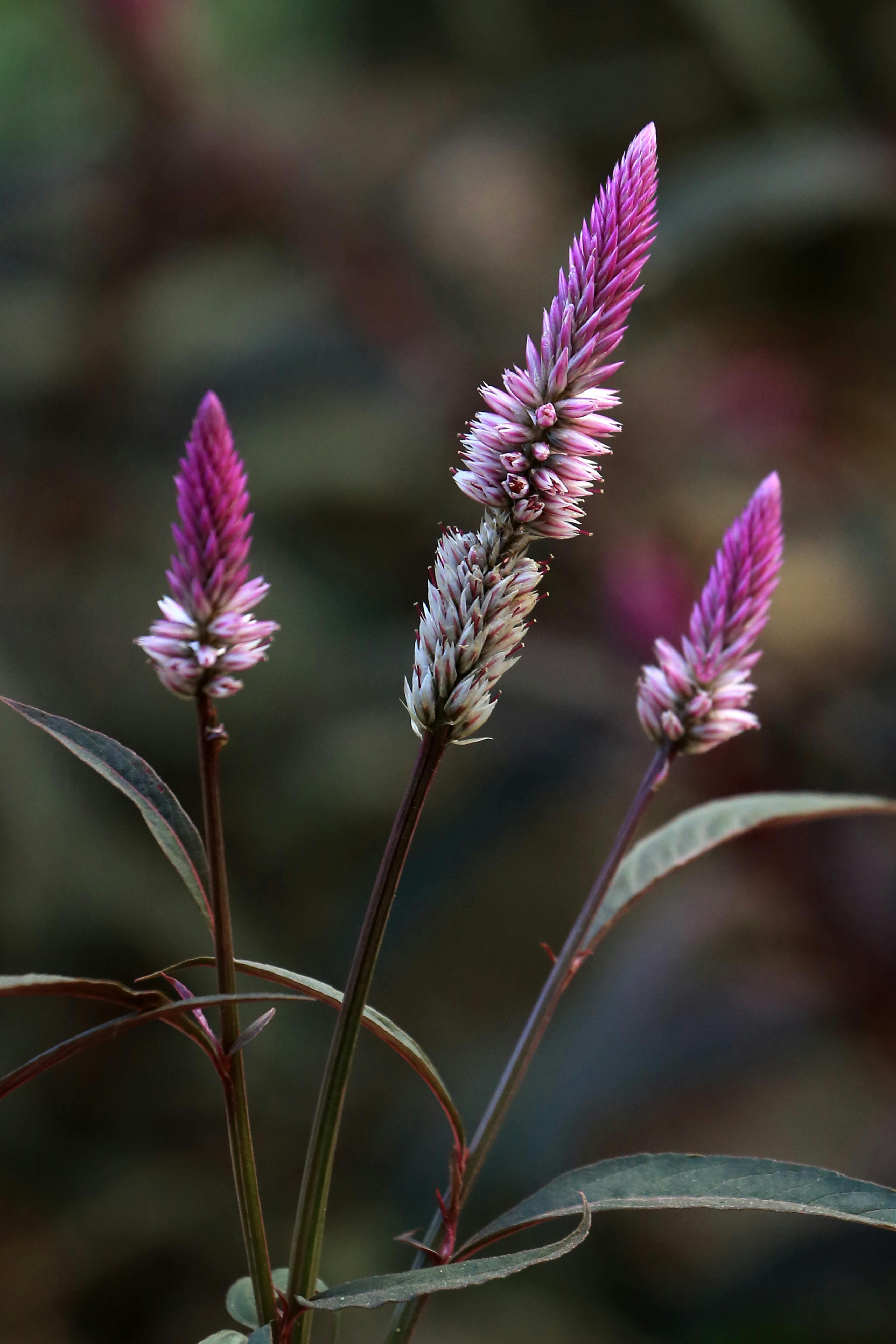 Close-up of Plant Blooming Spikes · Free Stock Photo