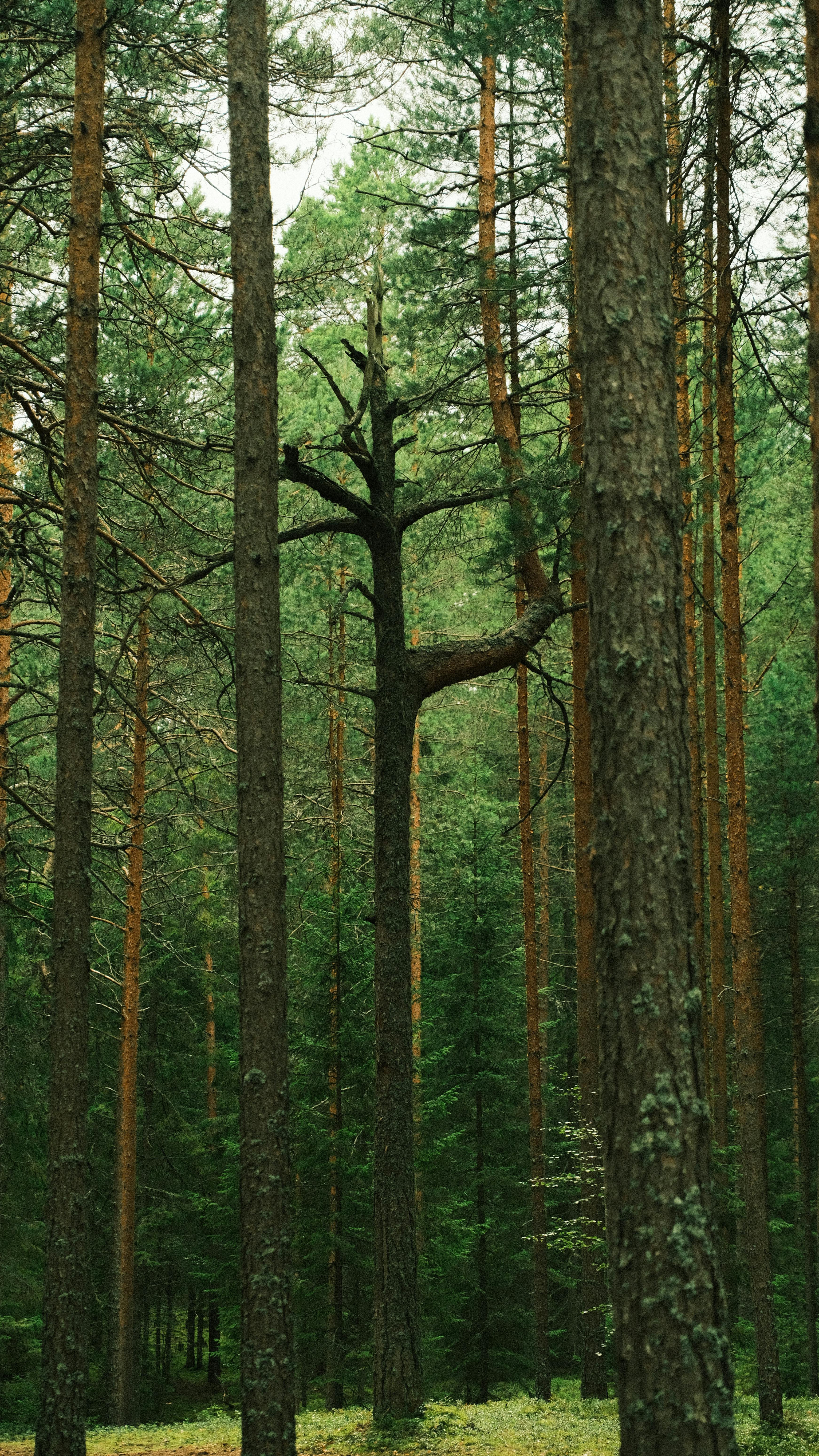 Dead Tree Standing in a Pine Forest · Free Stock Photo