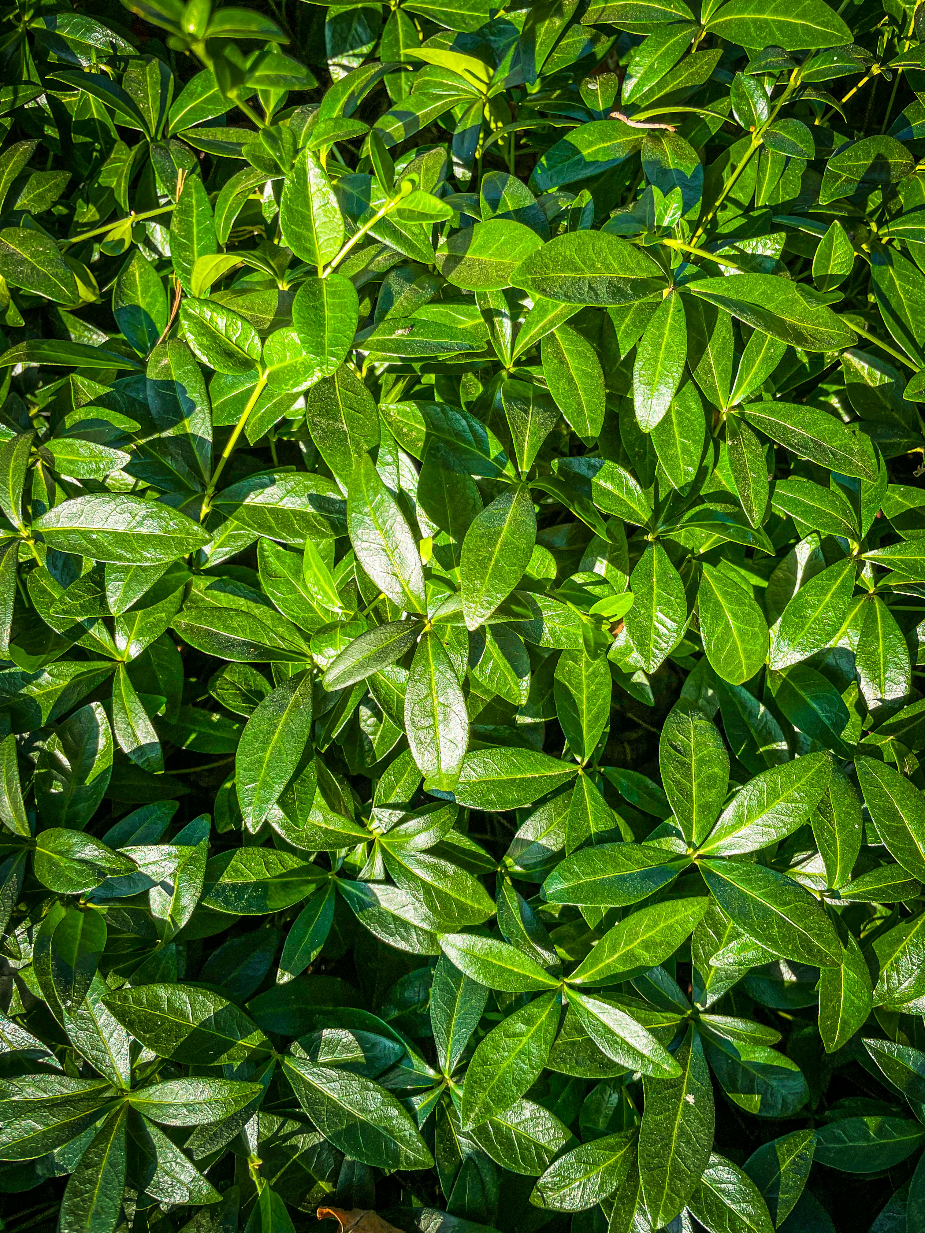 Green Foliage Texture · Free Stock Photo