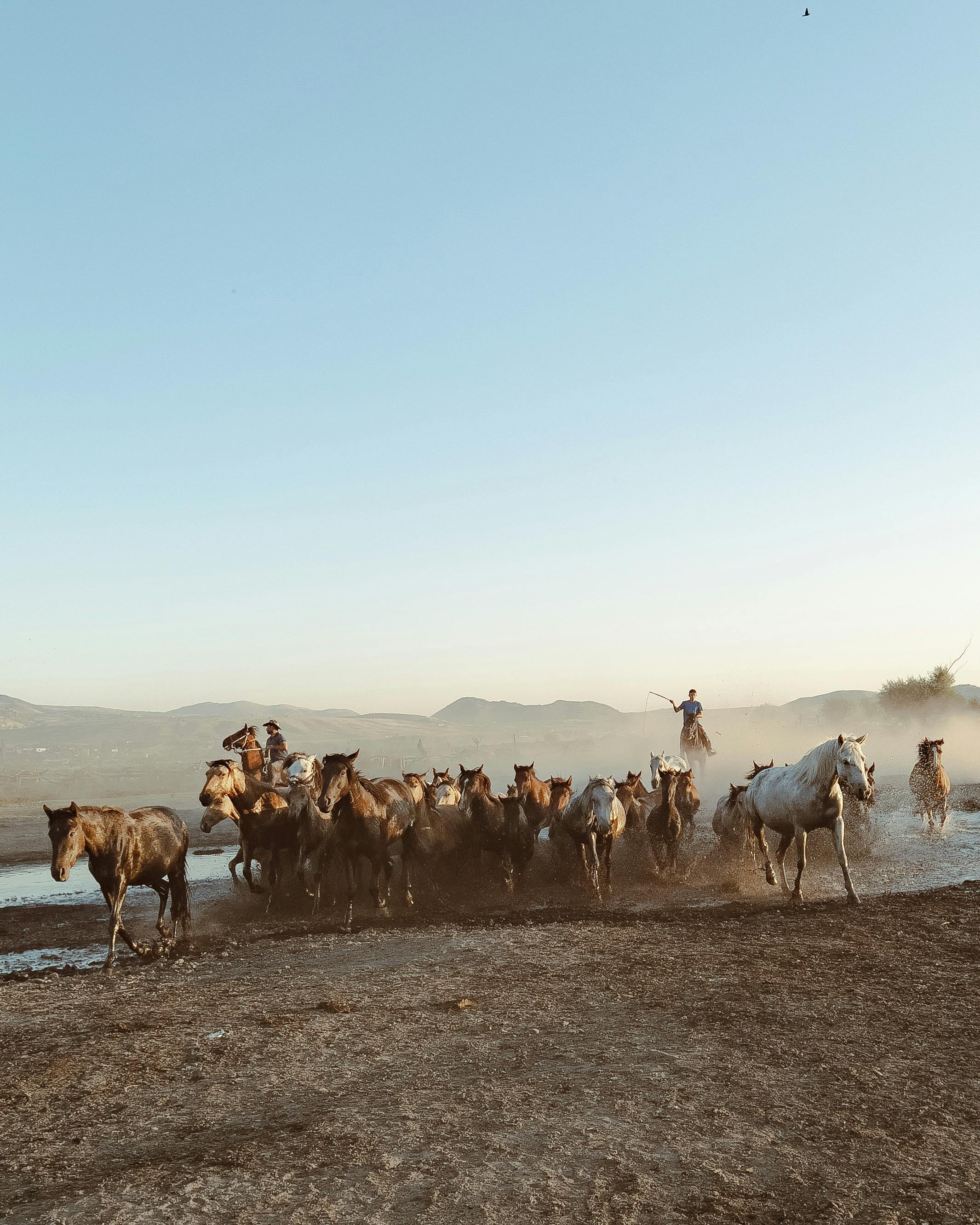 Cowmen with Herd of Horses in Countryside on Sunset · Free Stock Photo