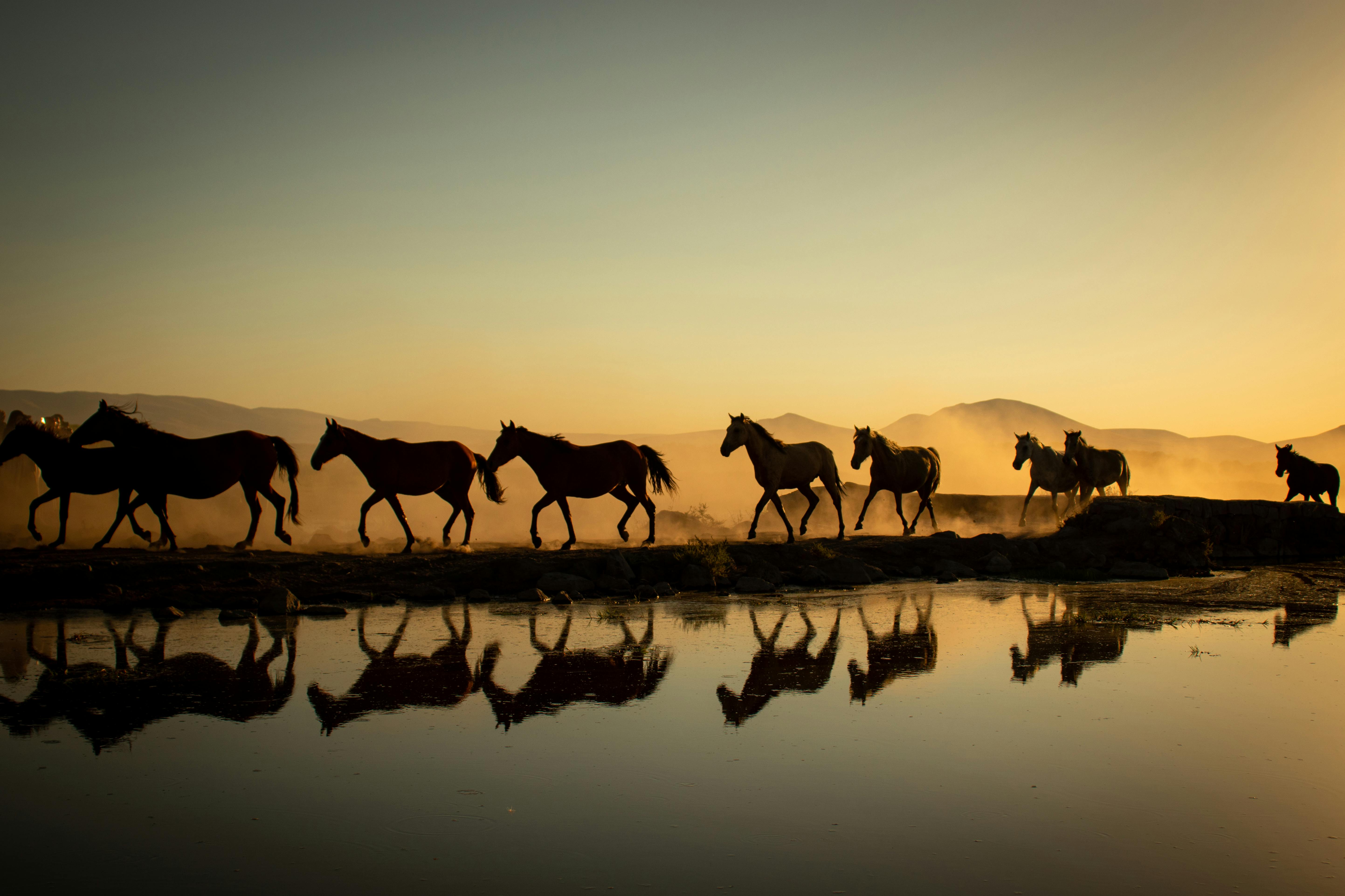 Running Horses at Sunset · Free Stock Photo