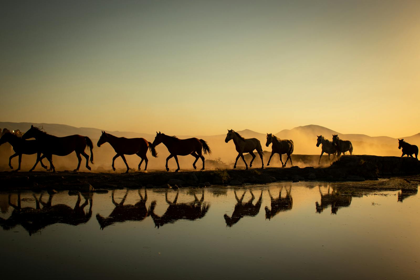 Running Horse 4k Wallpaper Photos, Download The BEST Free Running Horse ...