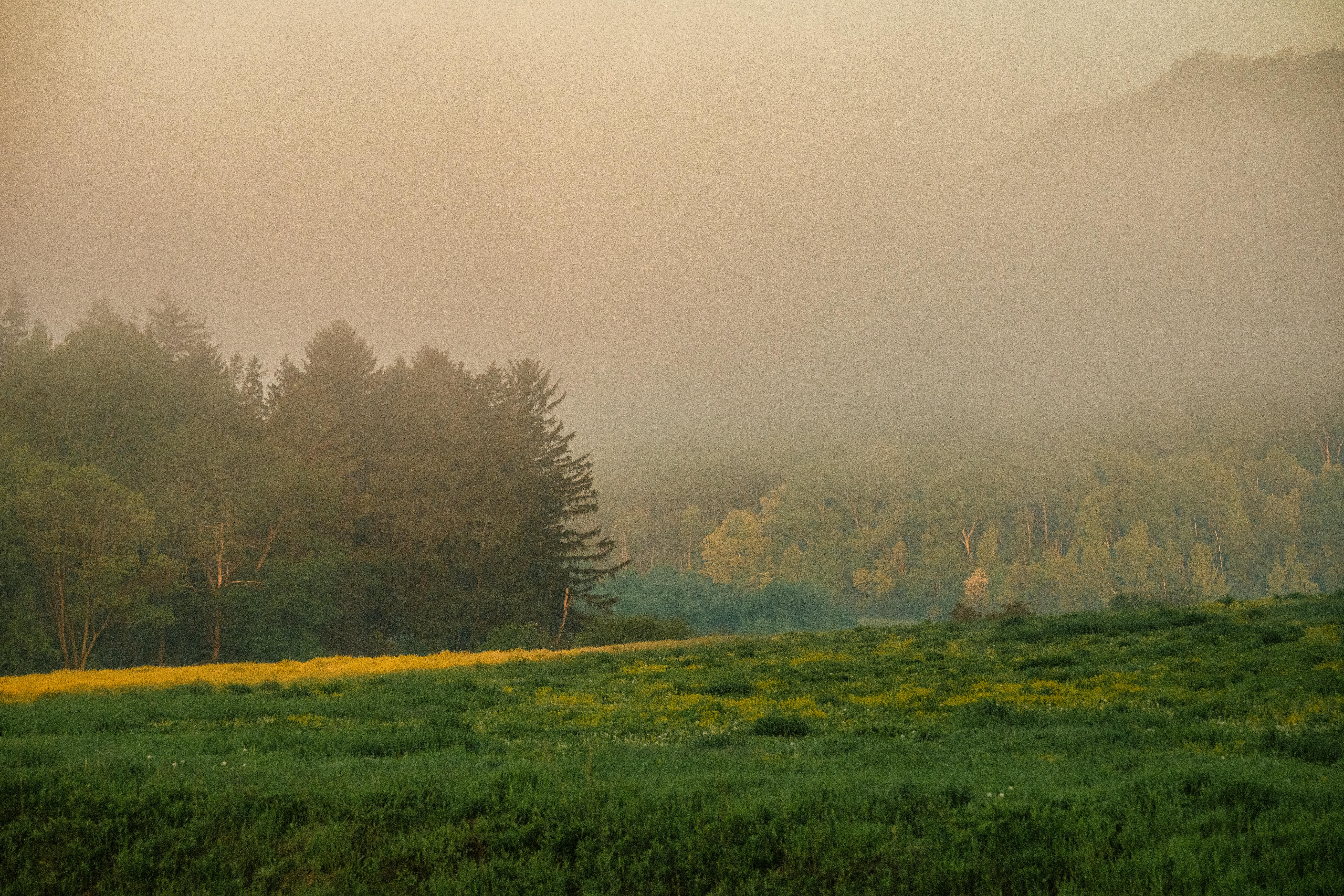 Fog over Forested Hill · Free Stock Photo