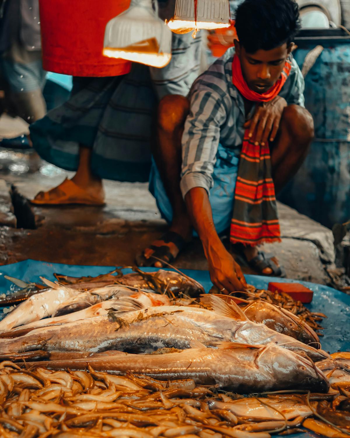 Bangladeshi Fish Photos, Download The BEST Free Bangladeshi Fish Stock ...