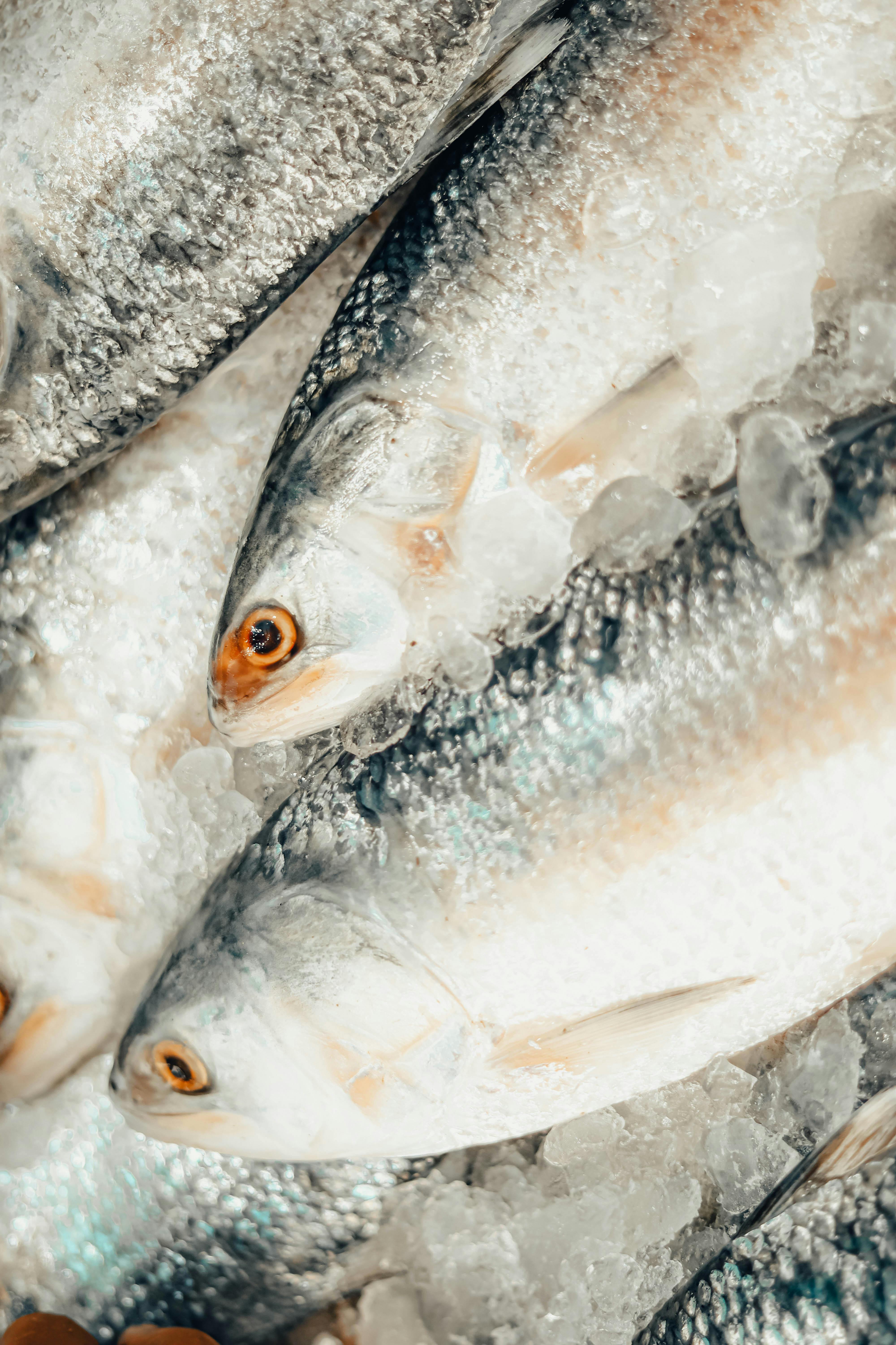 Ice on Fishes · Free Stock Photo