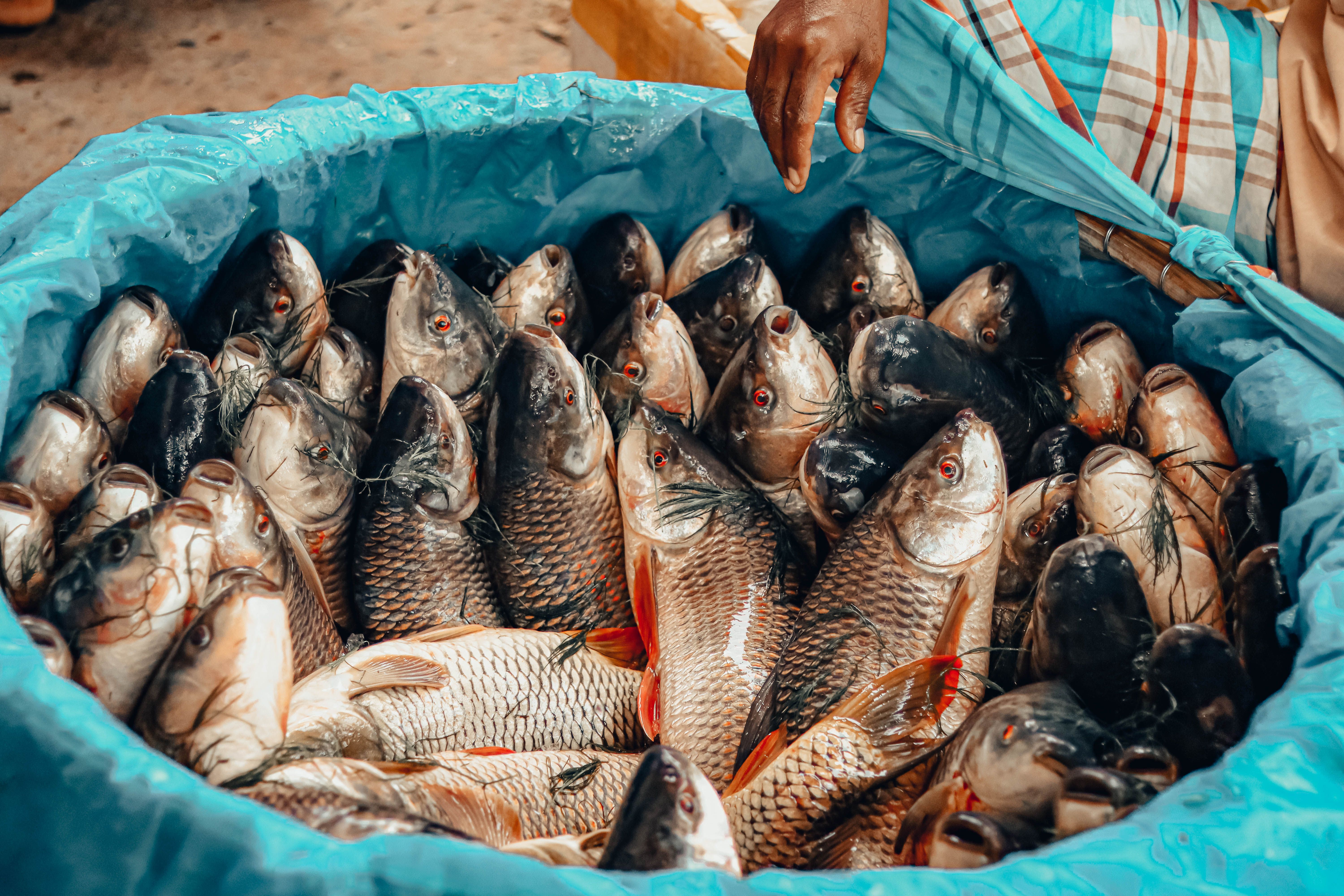 Fishes in Big Bucket · Free Stock Photo