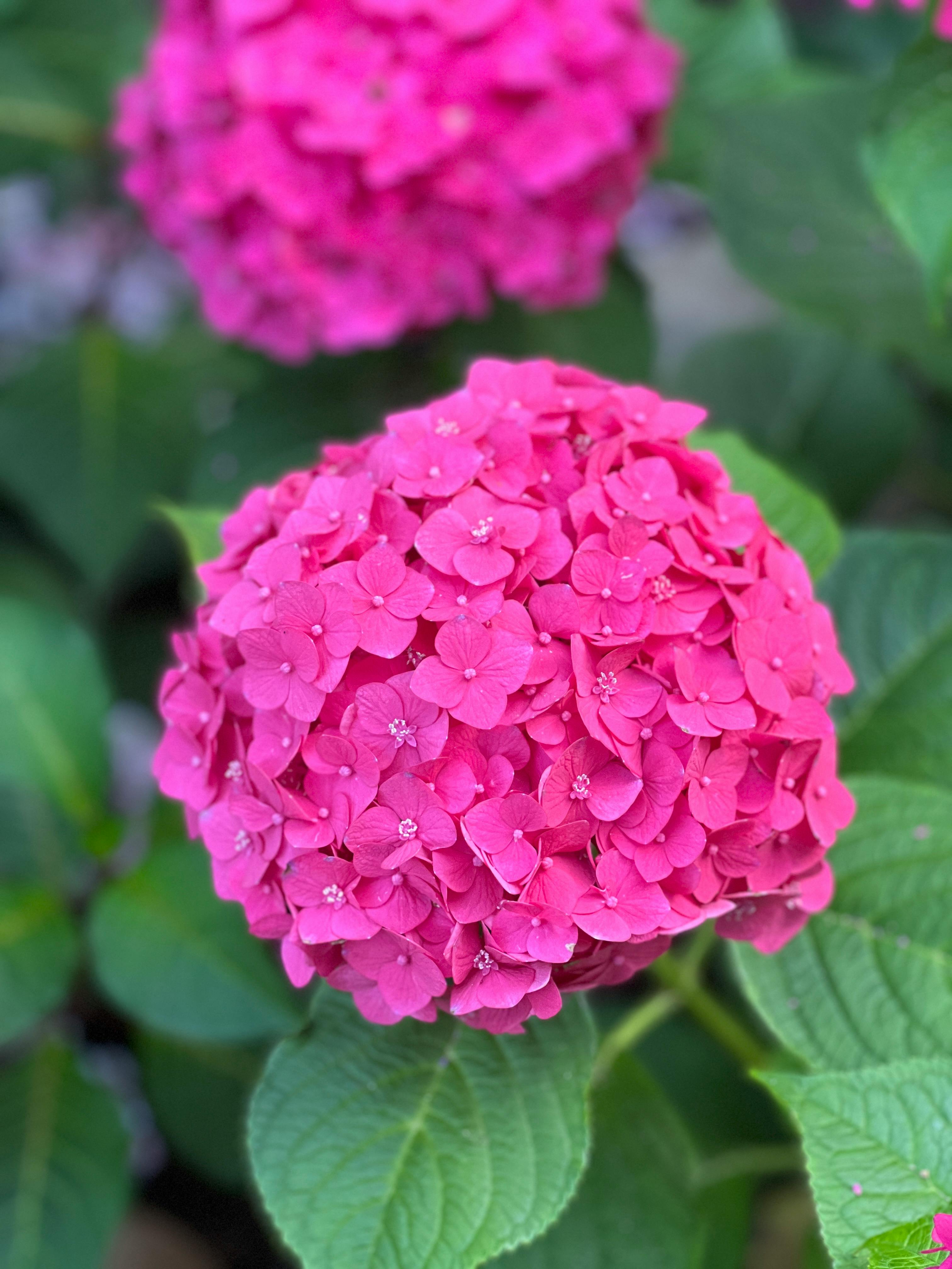 Gene&Mandee Maroulitsas - 摄影