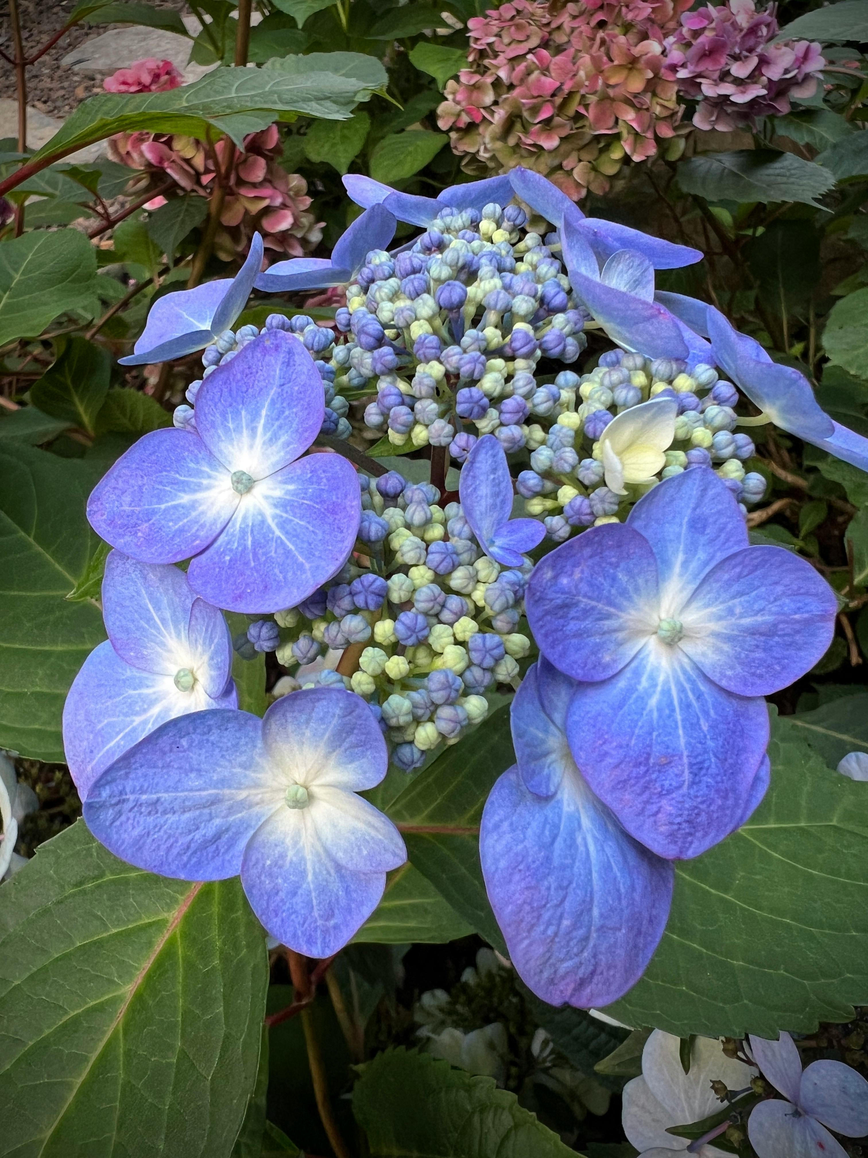 Gene&Mandee Maroulitsas - 摄影