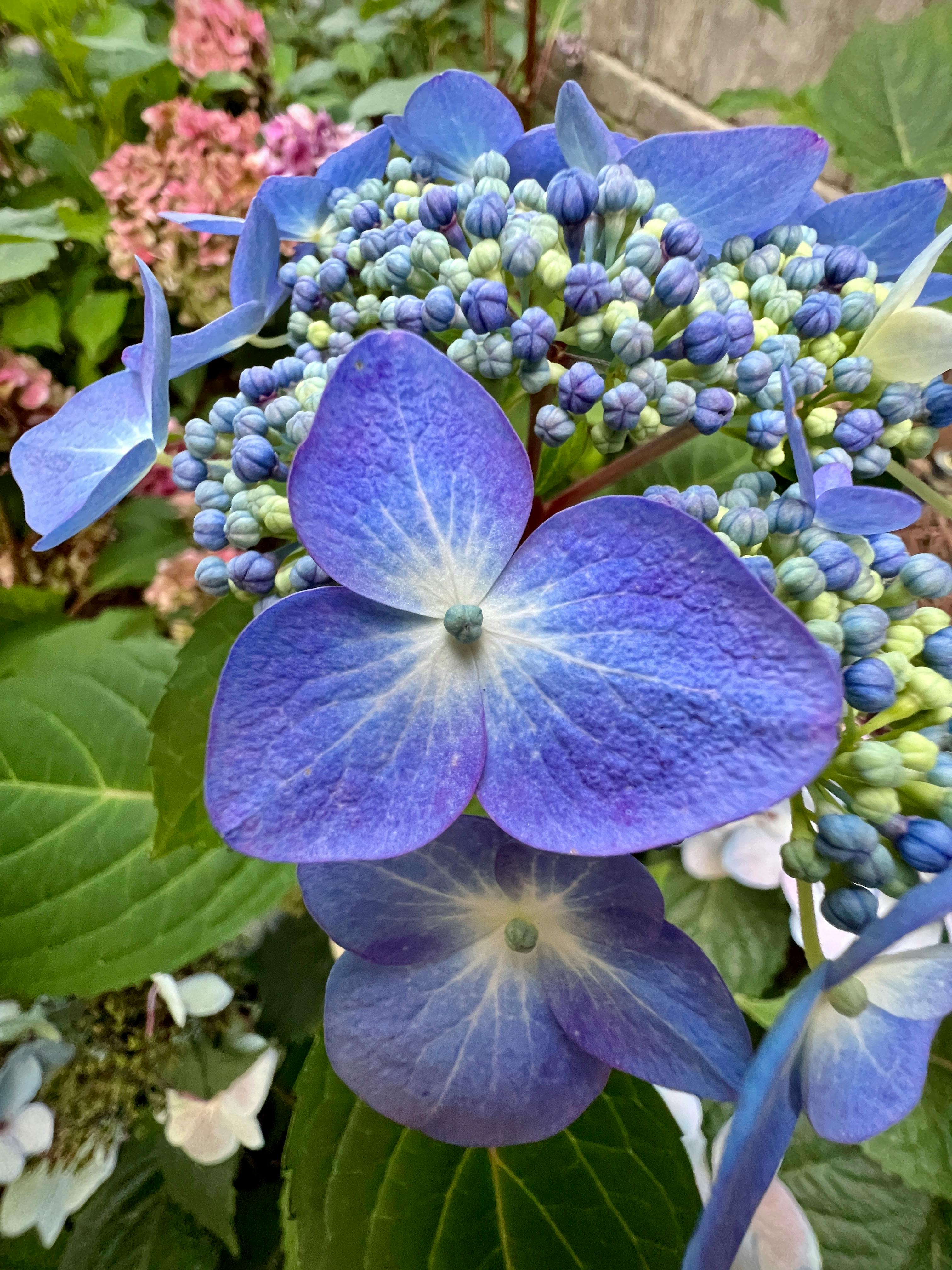 Gene&Mandee Maroulitsas - 摄影