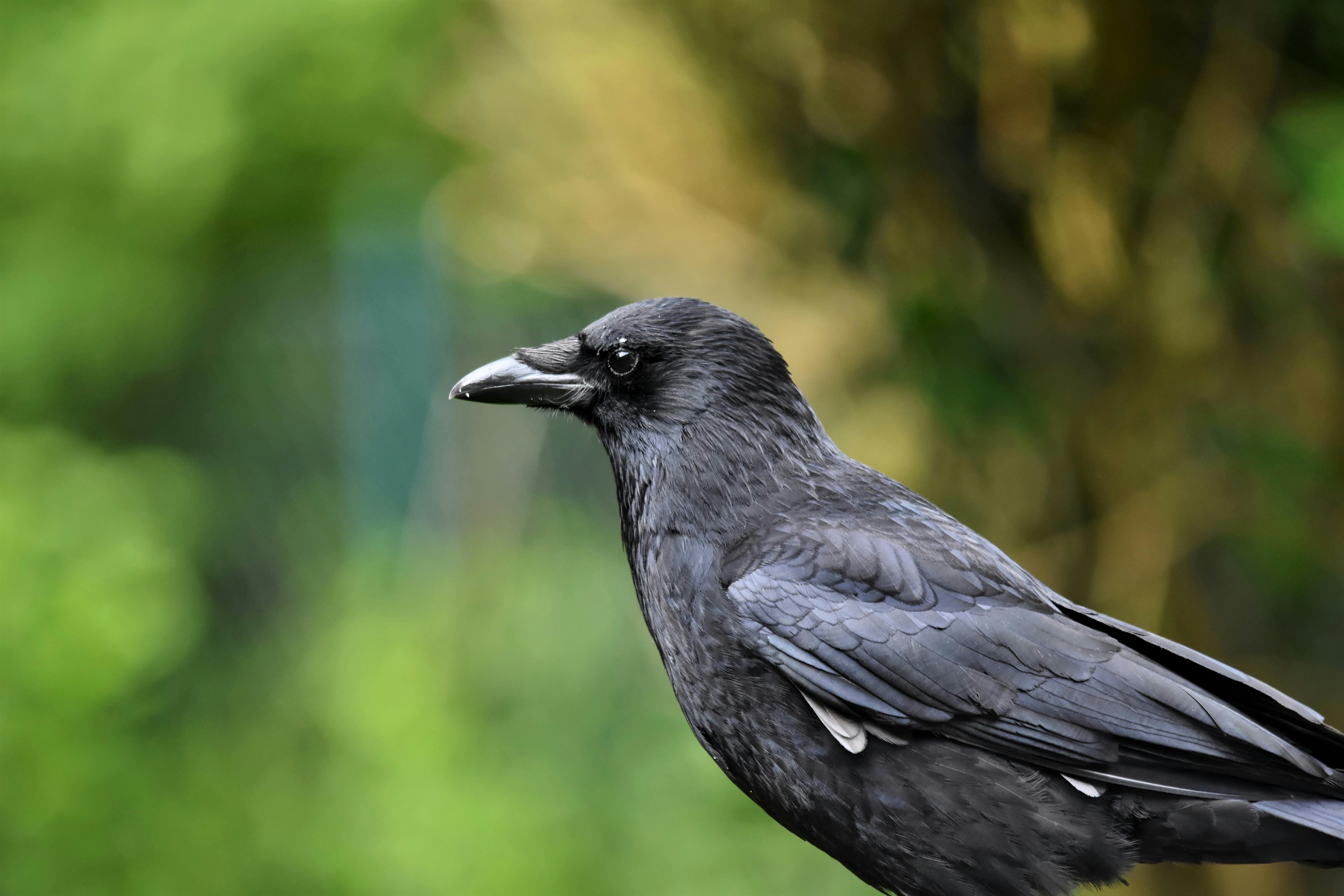 Close-up of a Crow · Free Stock Photo