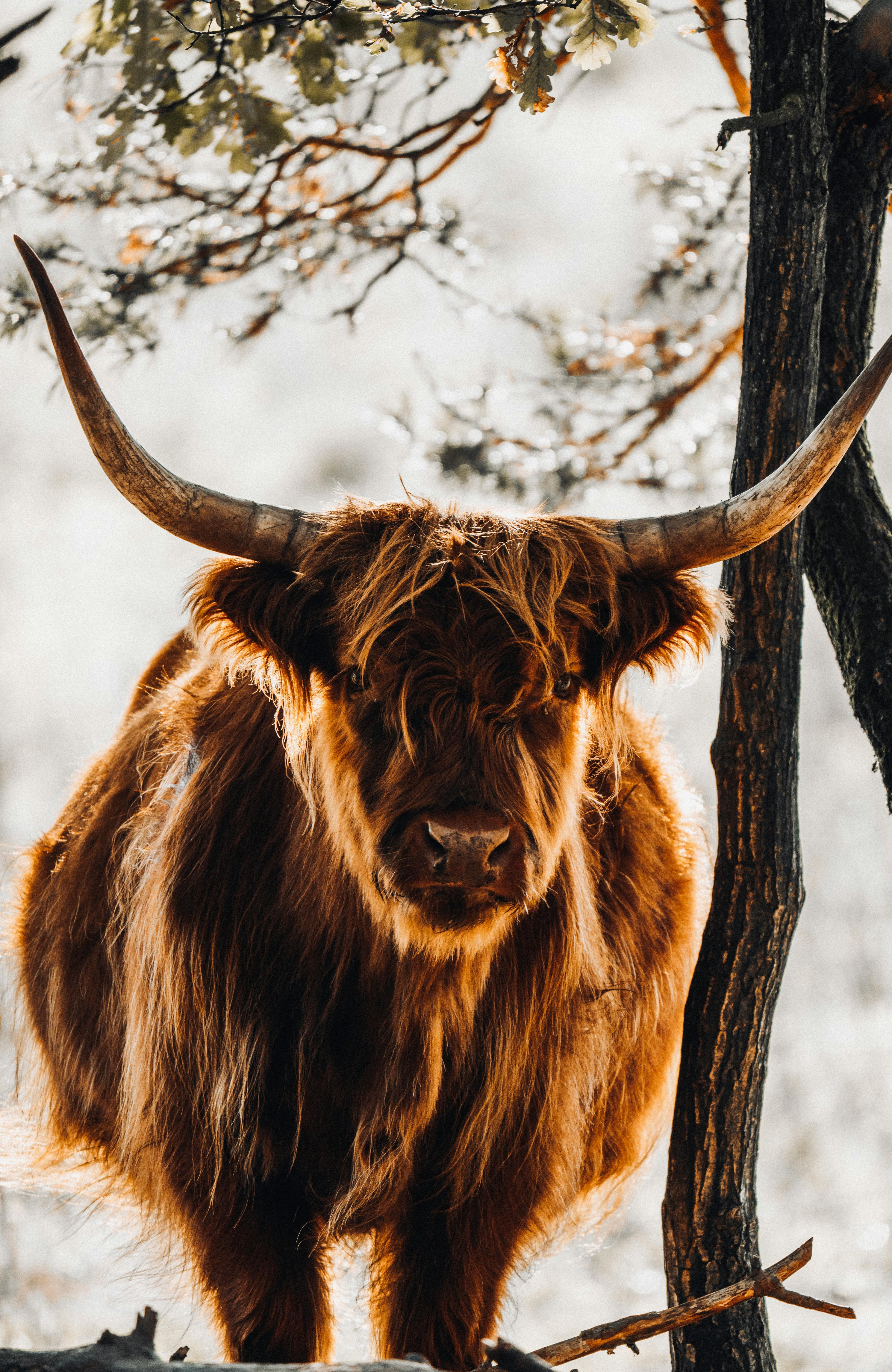 A Highland Cow on the Pasture · Free Stock Photo