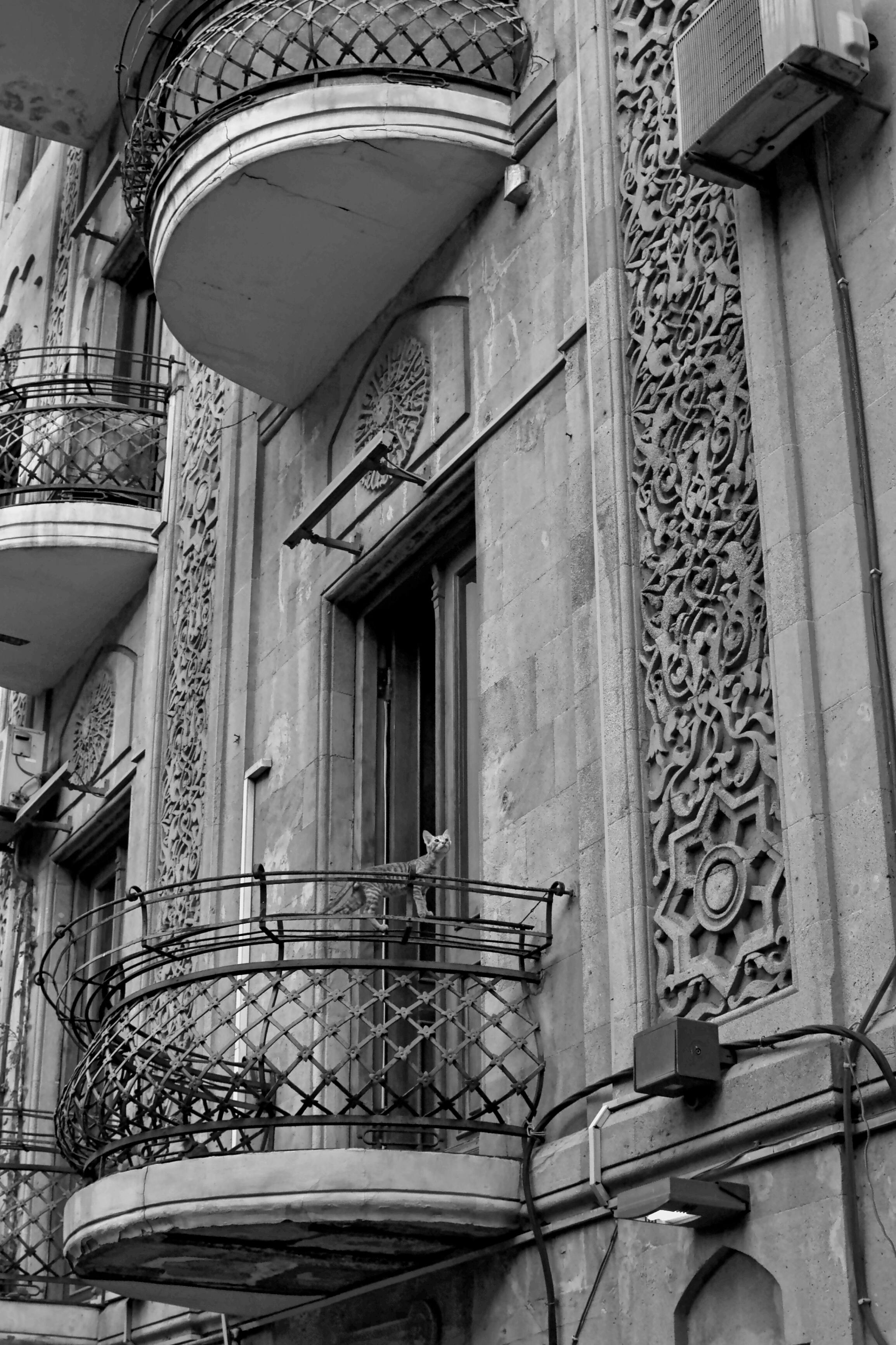 Cat Meme Photos, Download The BEST Free Cat Meme Stock Photos & HD Images