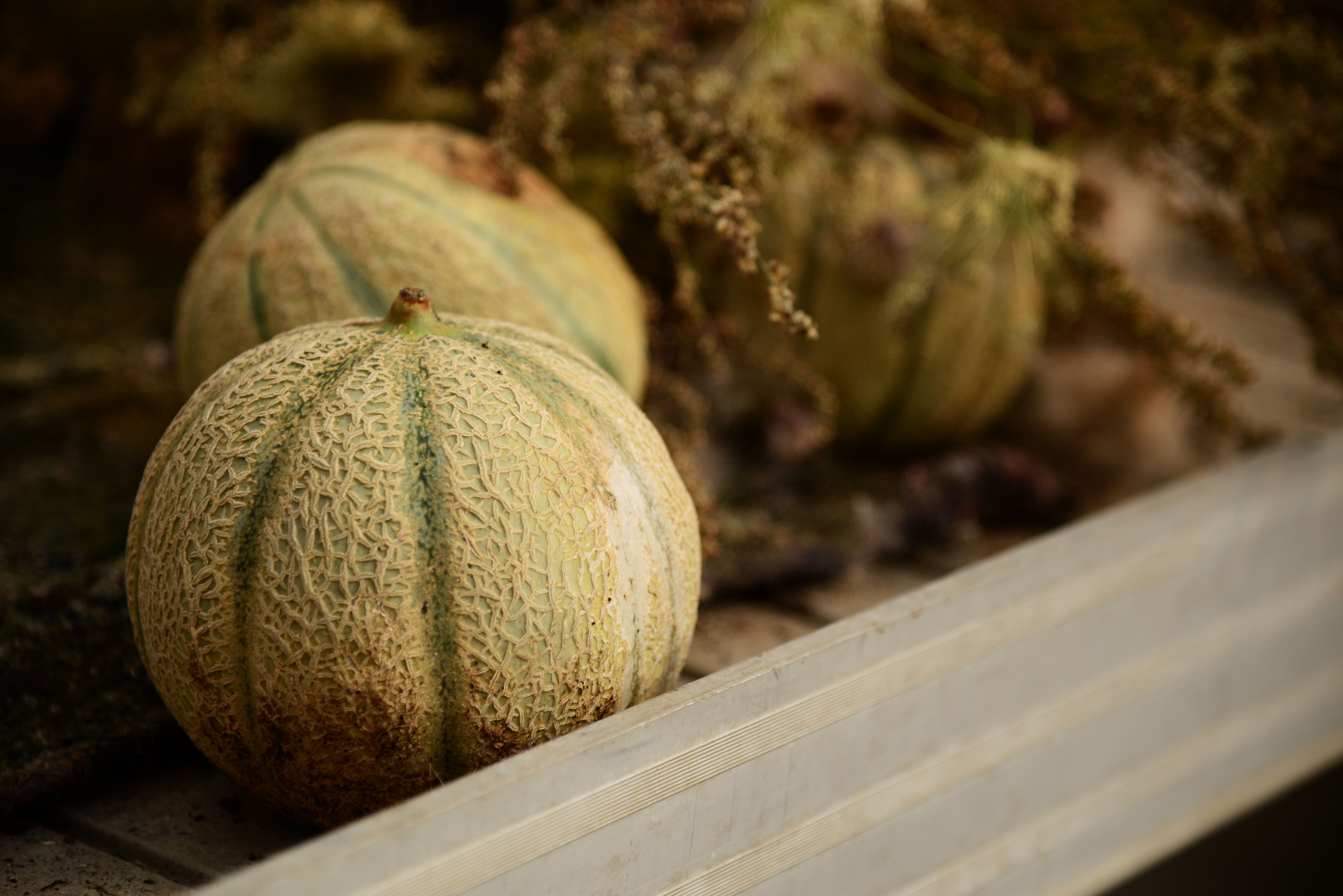 Close-up of Melons · Free Stock Photo