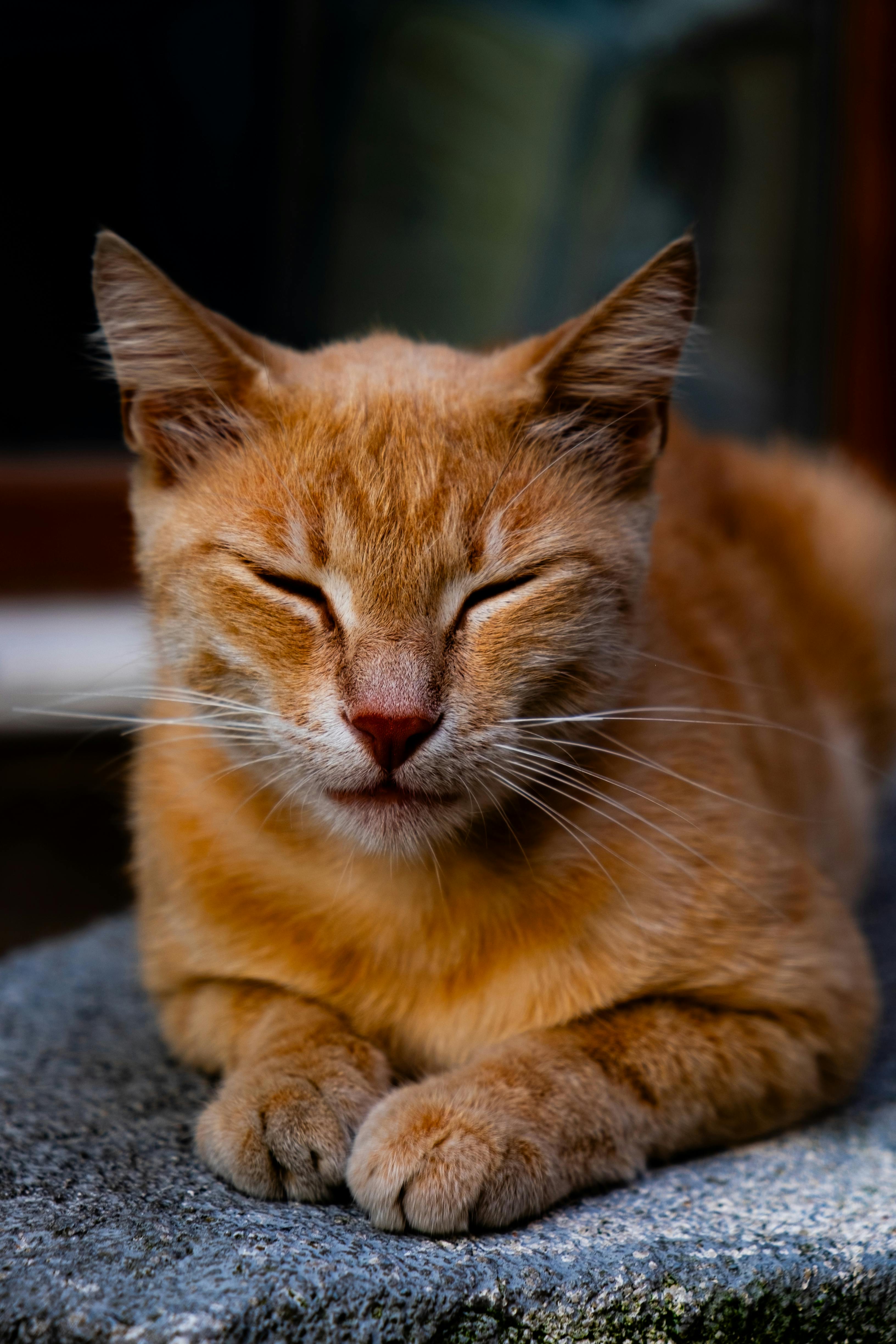 Close-up of an Orange Cat · Free Stock Photo