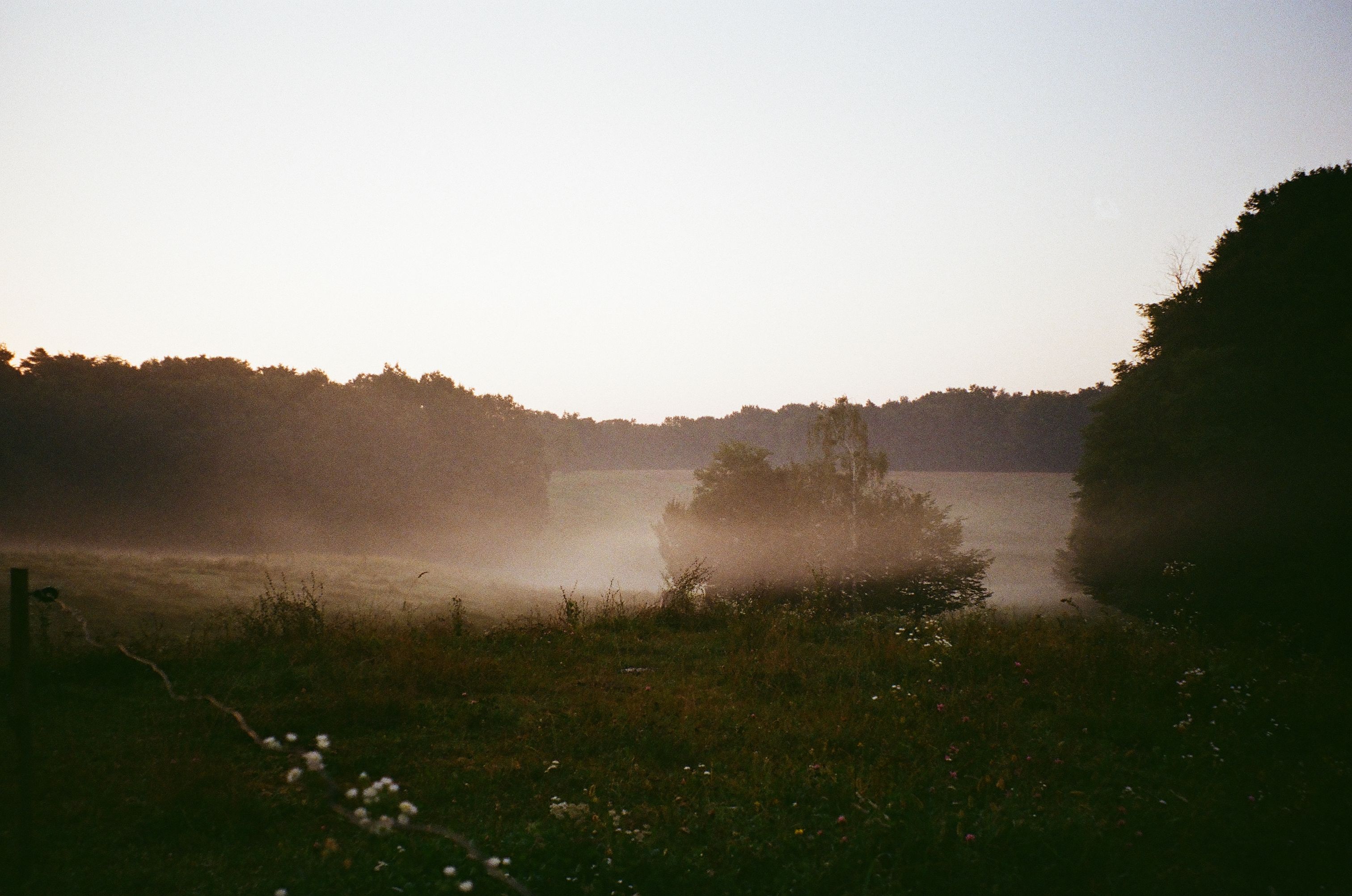 Misty Meadow with Yellow Wildflowers at Dawn · Free Stock Photo