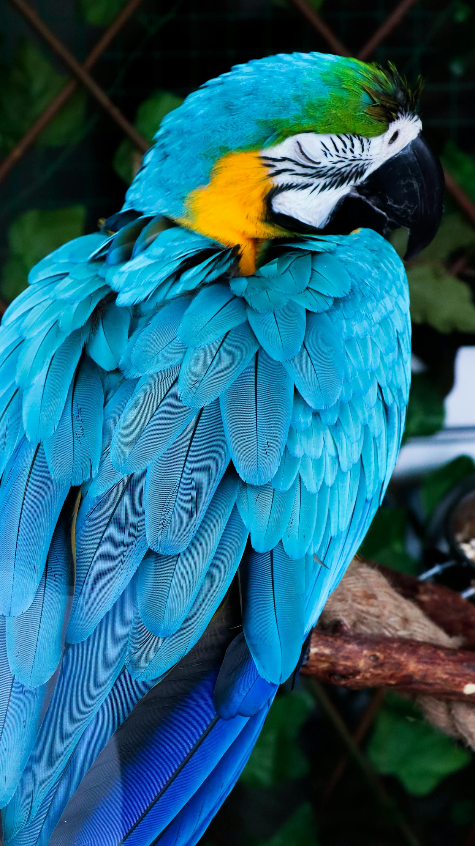 Cocktail Parrot Photos, Download The BEST Free Cocktail Parrot Stock ...