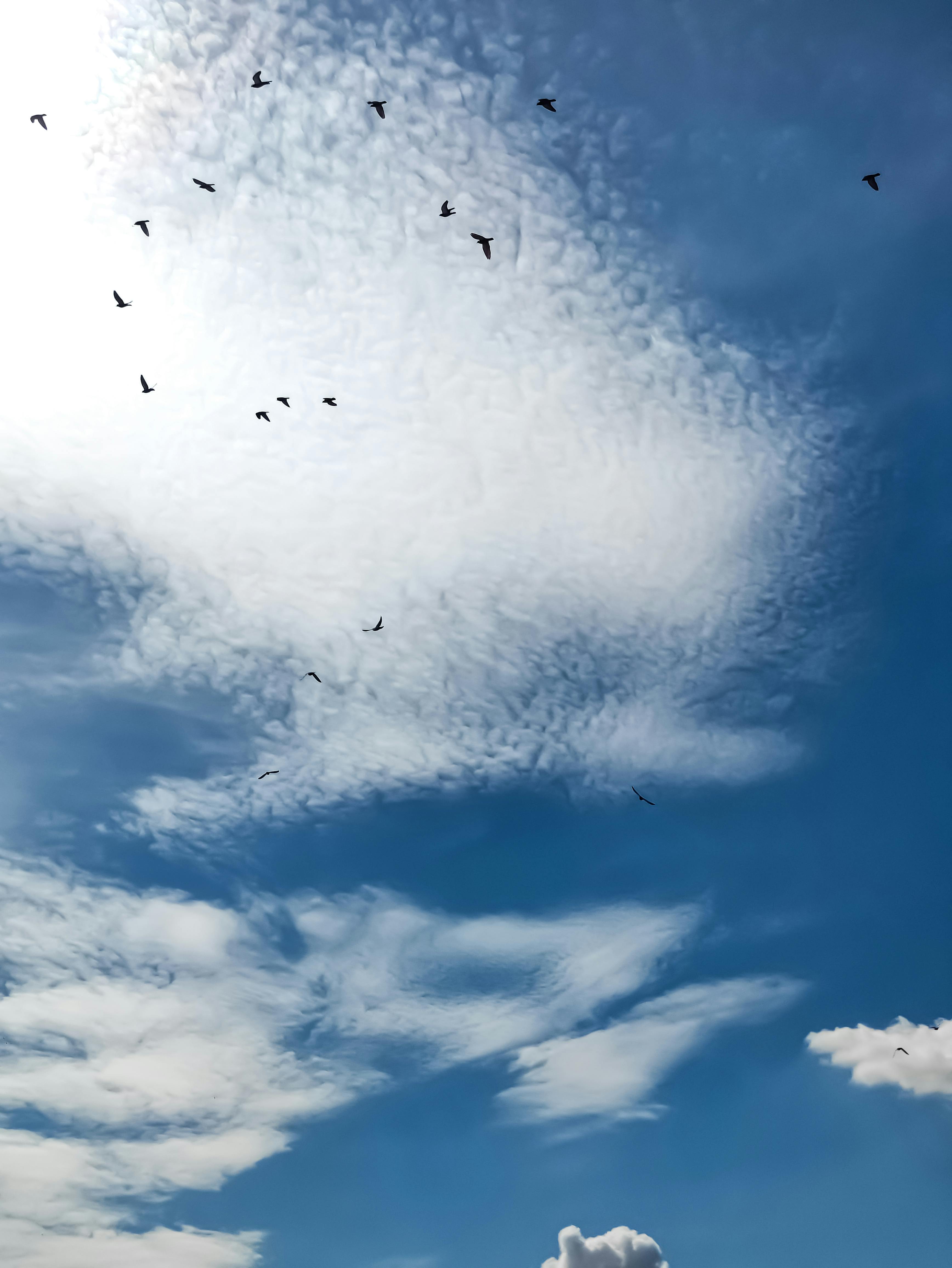 Animals Jackwar Photos, Download The BEST Free Animals Jackwar Stock ...