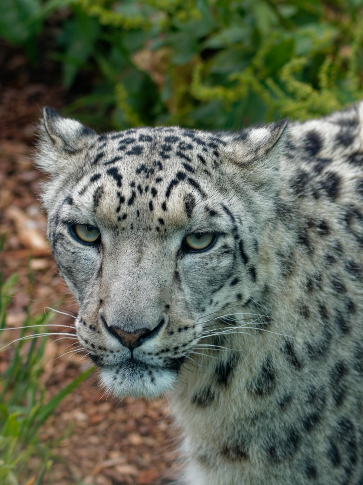 Snow Leopard Photos, Download The BEST Free Snow Leopard Stock Photos ...